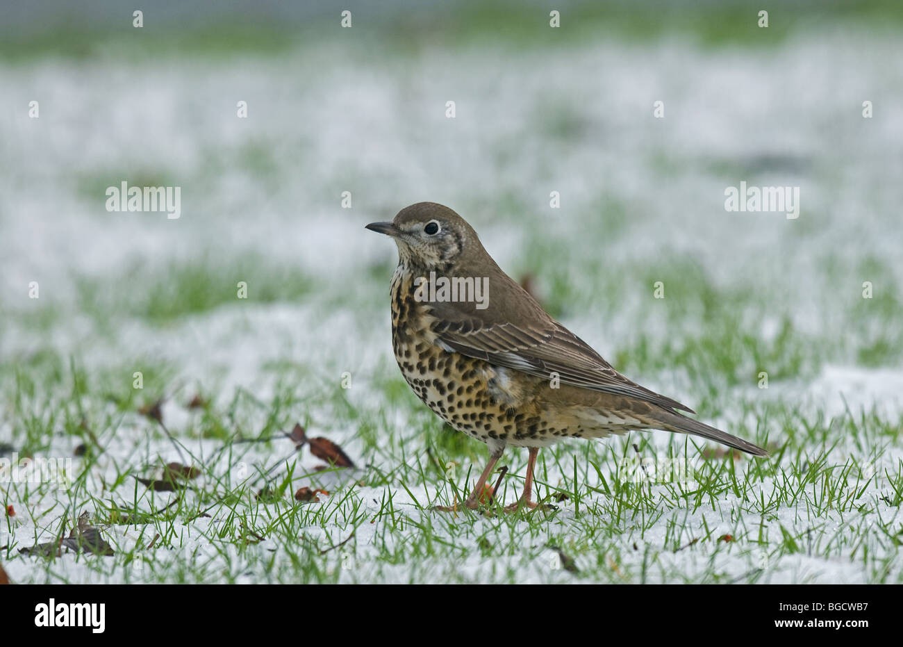 Mistle Thrush in snow Stock Photo - Alamy