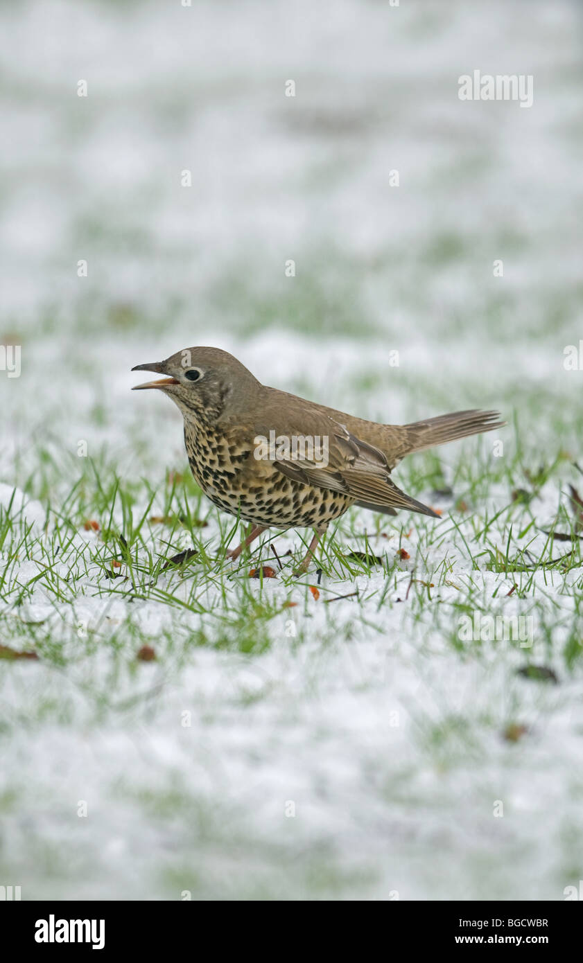 Mistle Thrush in snow Stock Photo - Alamy