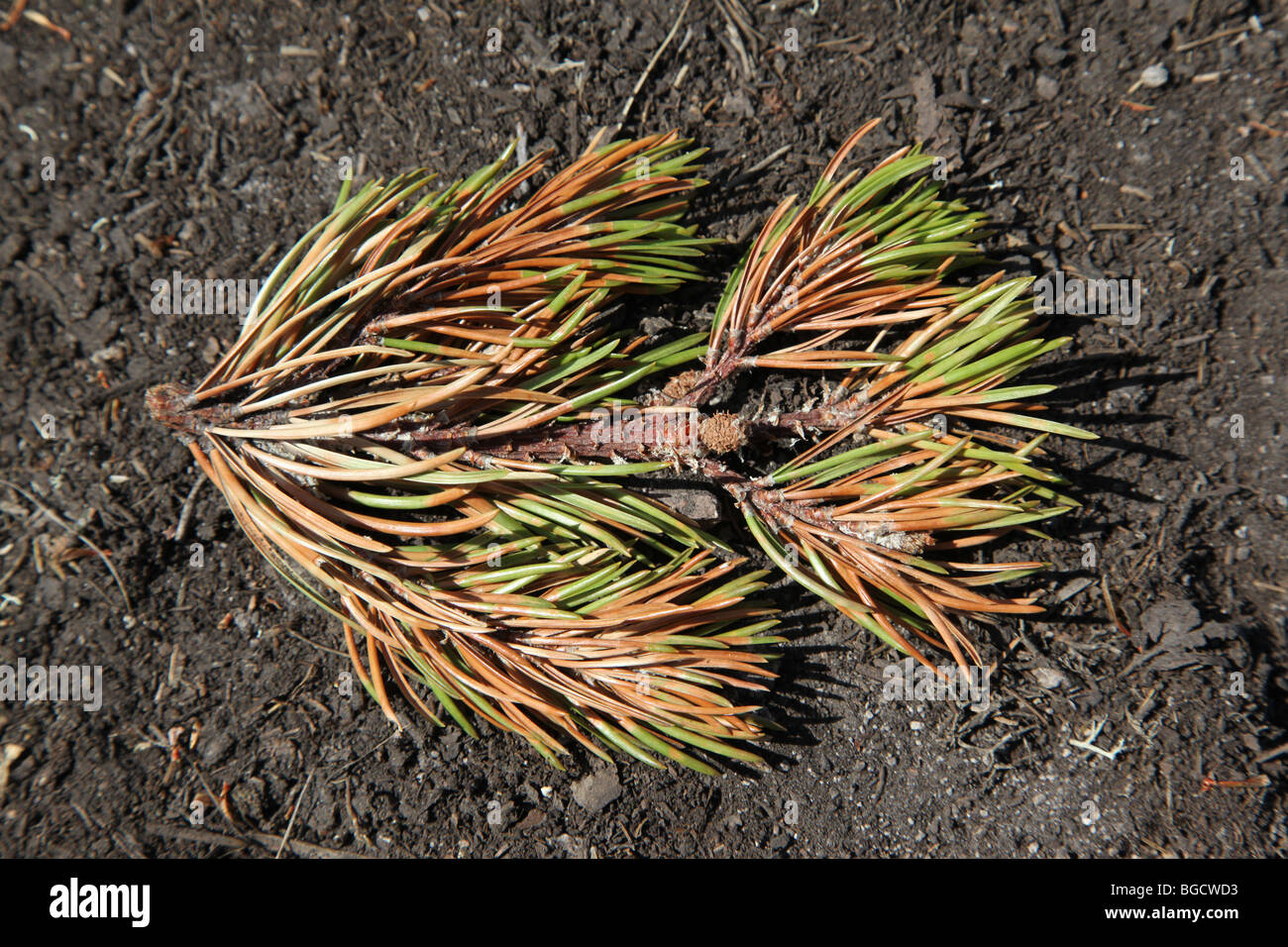 small pine branch end on ground Stock Photo - Alamy