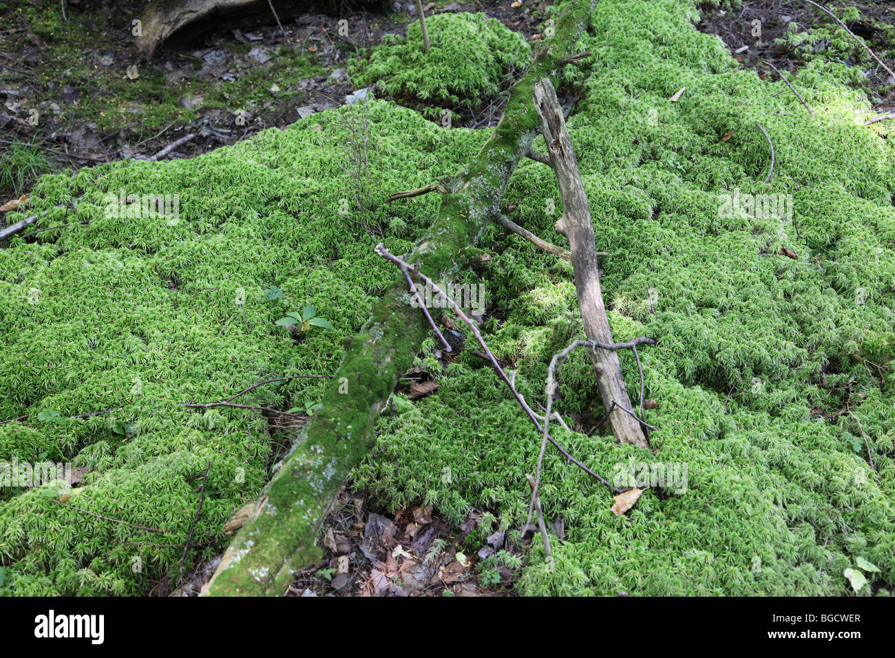moss on forest floor Stock Photo - Alamy