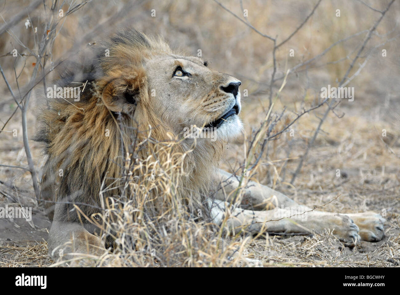 Black mane hi-res stock photography and images - Alamy