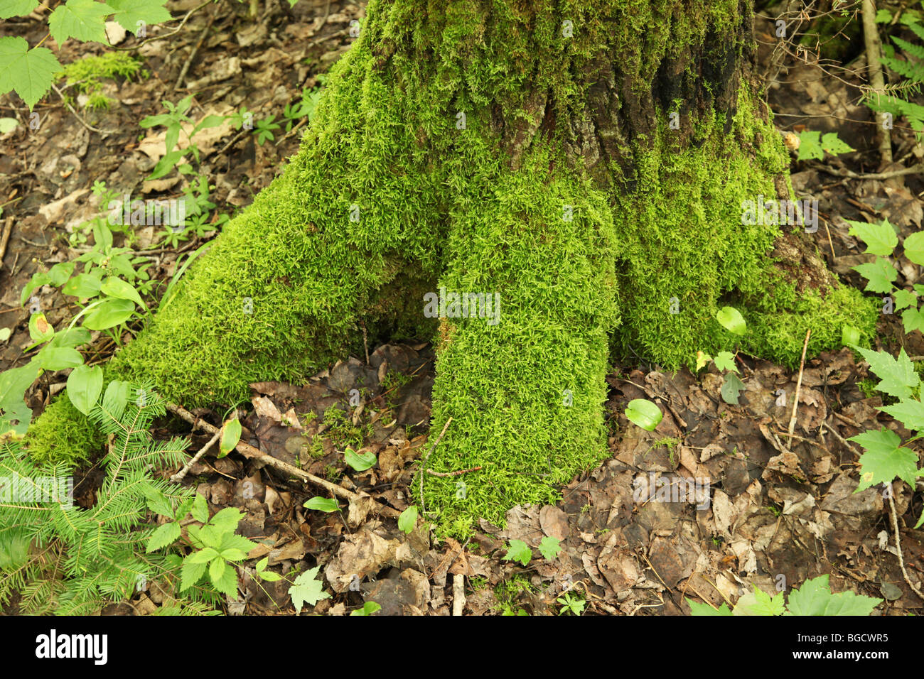 mossy tree trunk in forest Stock Photo - Alamy