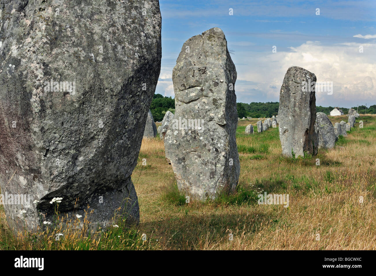 Neolithic menhirs / standing stones at sunset, Carnac, Morbihan ...