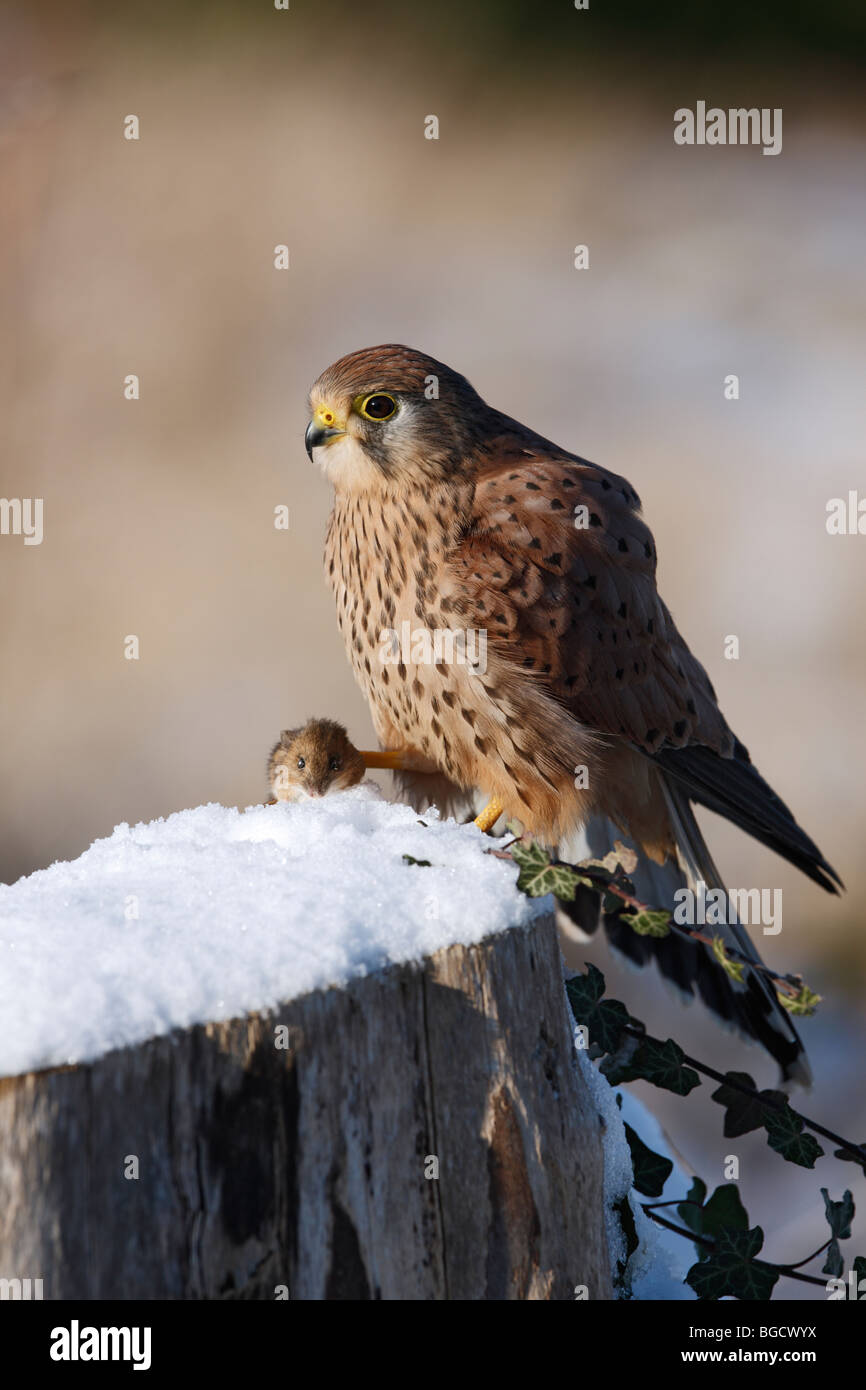 Kestrel Falco tinnunculus with kill on snow'y log Stock Photo - Alamy