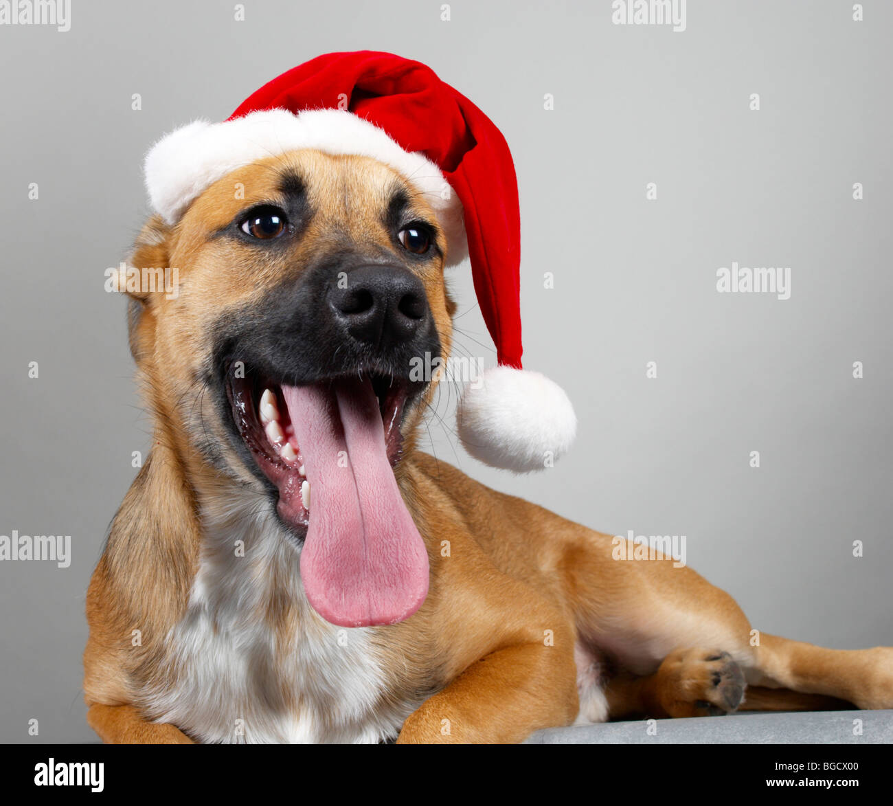 Face tired mutt puppy laying hi-res stock photography and images - Alamy