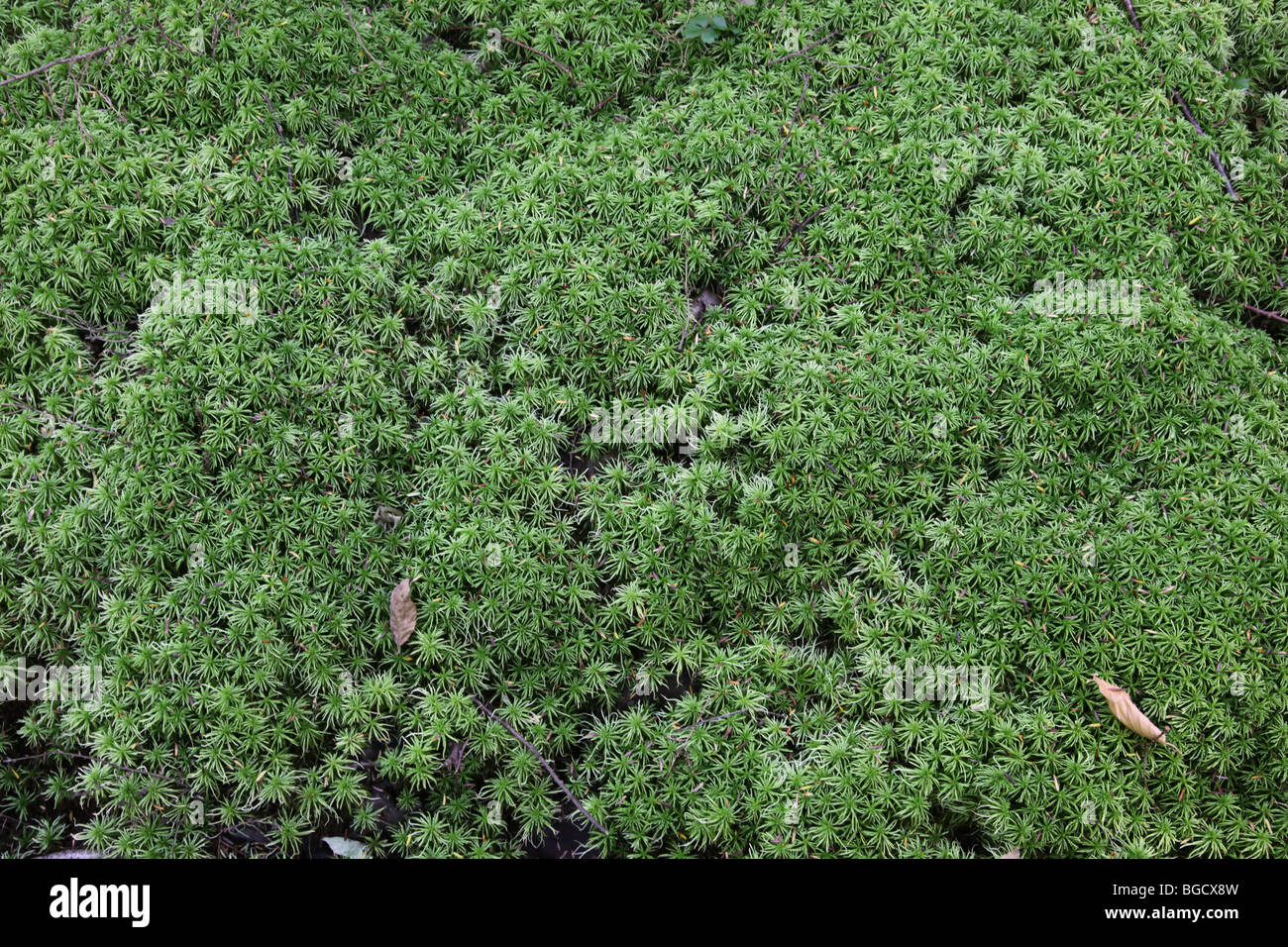 moss on forest floor Stock Photo - Alamy