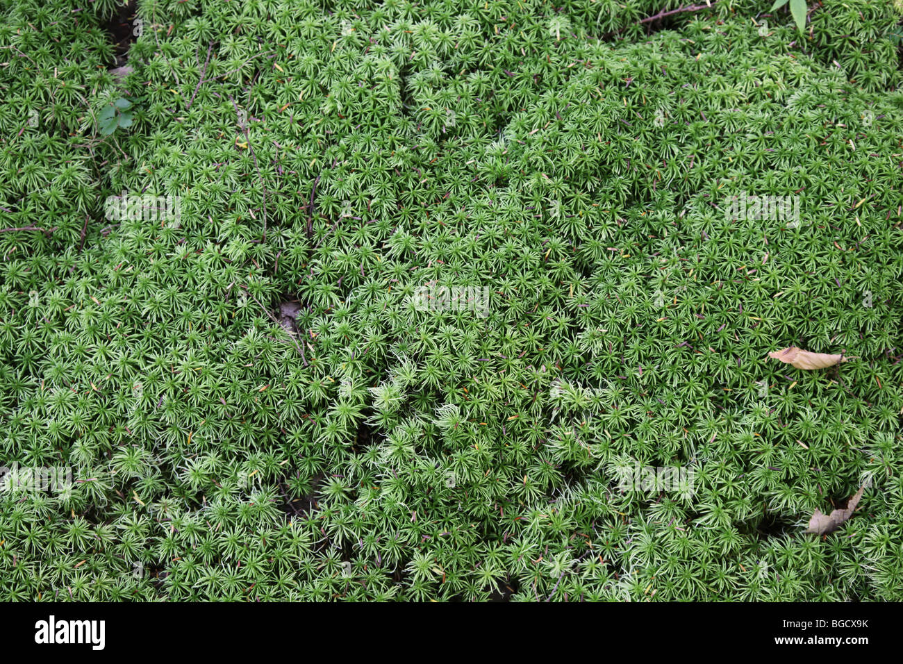 moss on forest floor Stock Photo - Alamy