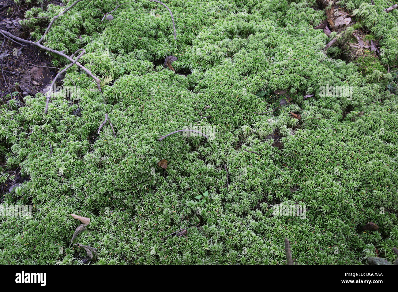 moss on forest floor Stock Photo - Alamy
