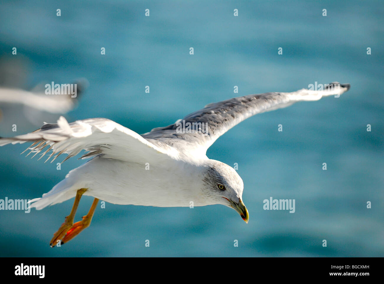 seagull fly in a blue sky and ocean Stock Photo - Alamy