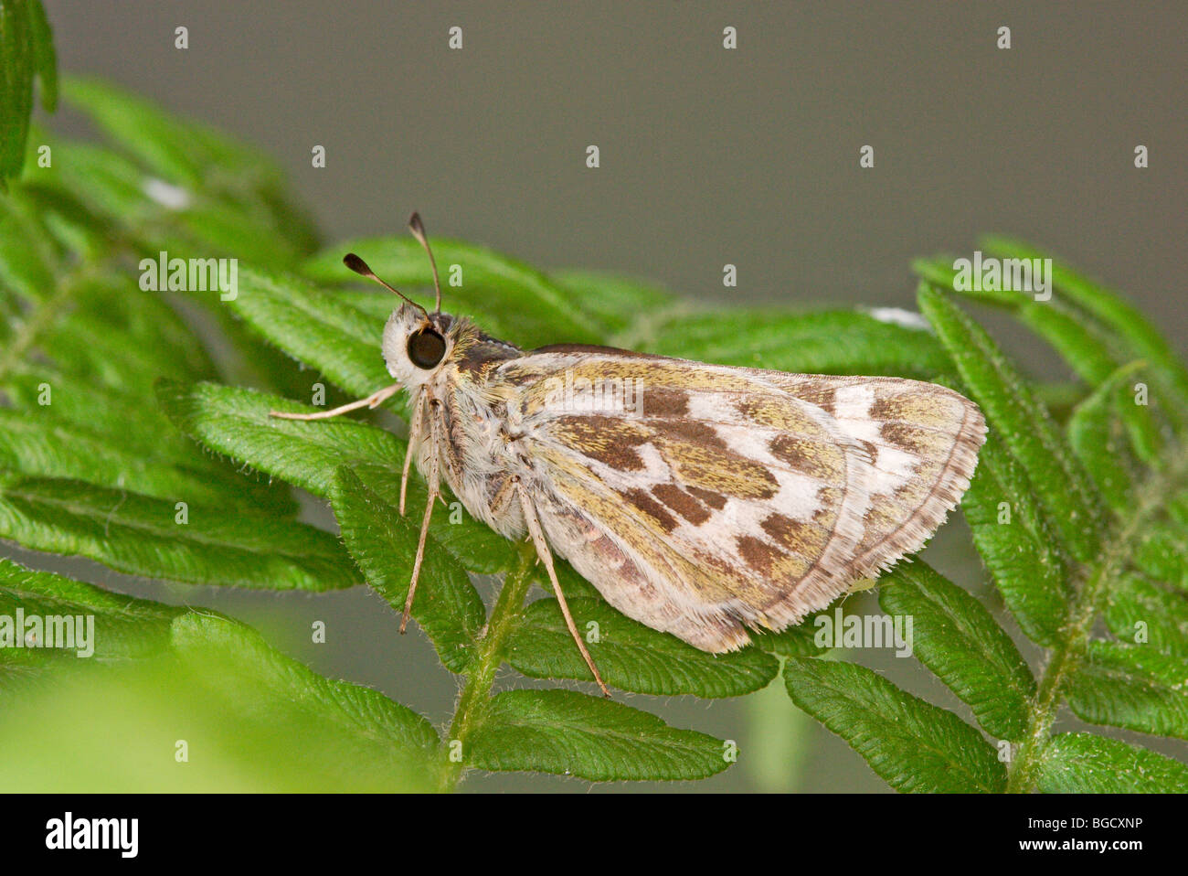 Uncas hi-res stock photography and images - Alamy