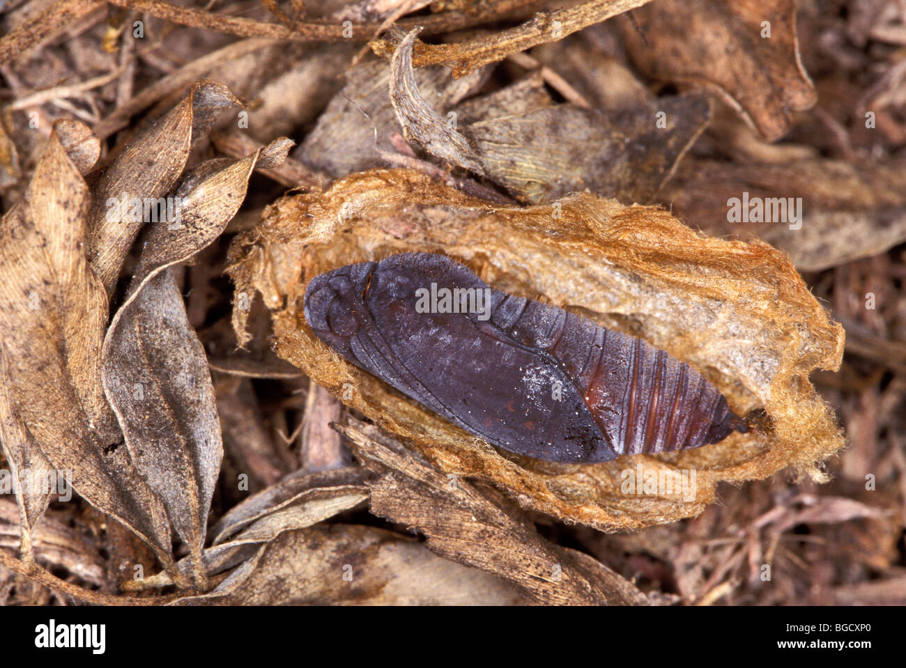 Cryptic skipper hi-res stock photography and images - Alamy