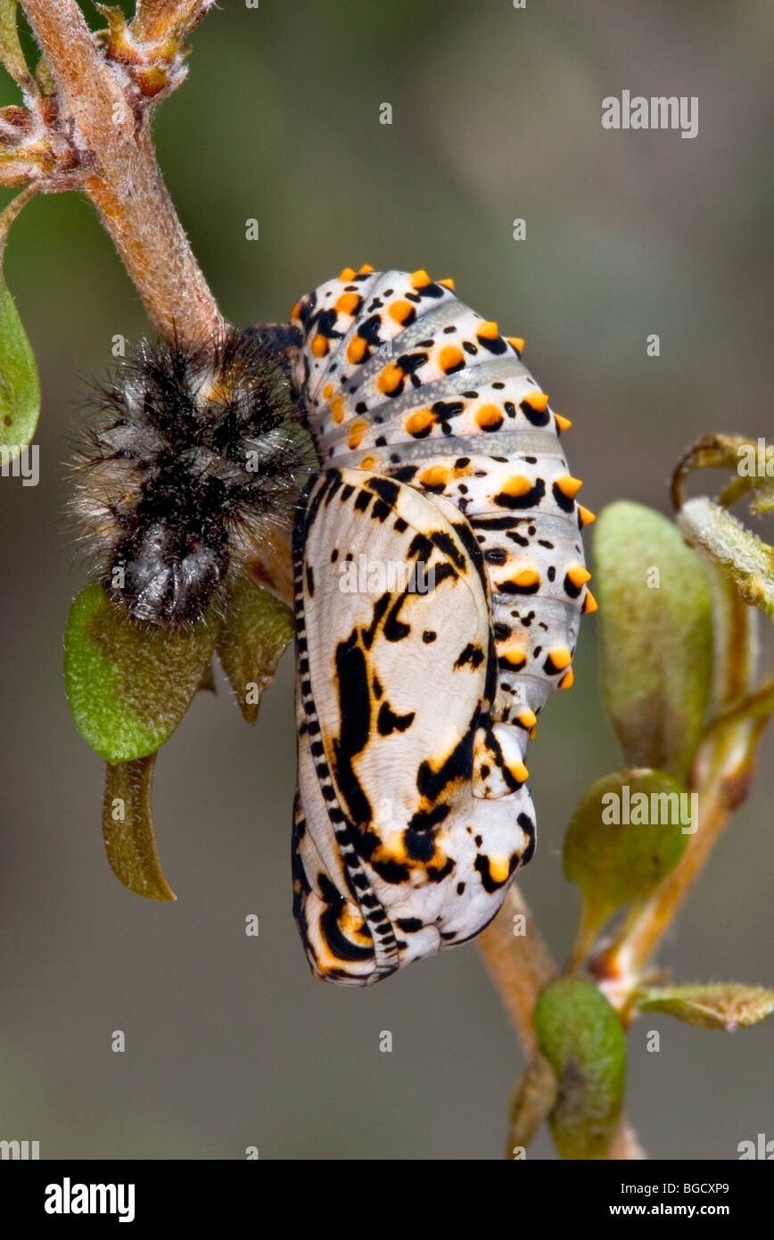 Variable Checkerspot pupa or chrysalis Stock Photo - Alamy