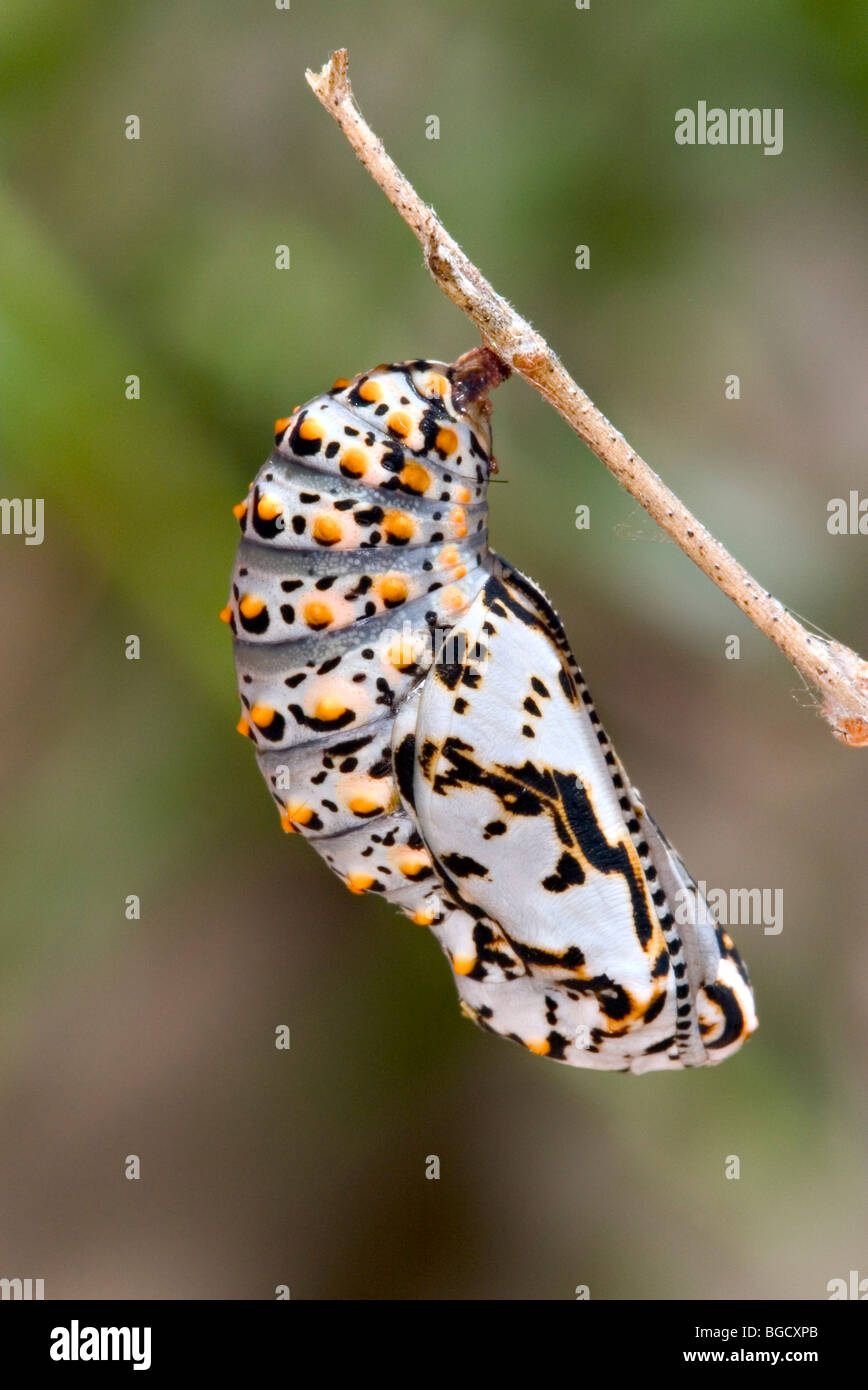Variable Checkerspot pupa or chrysalis Stock Photo - Alamy