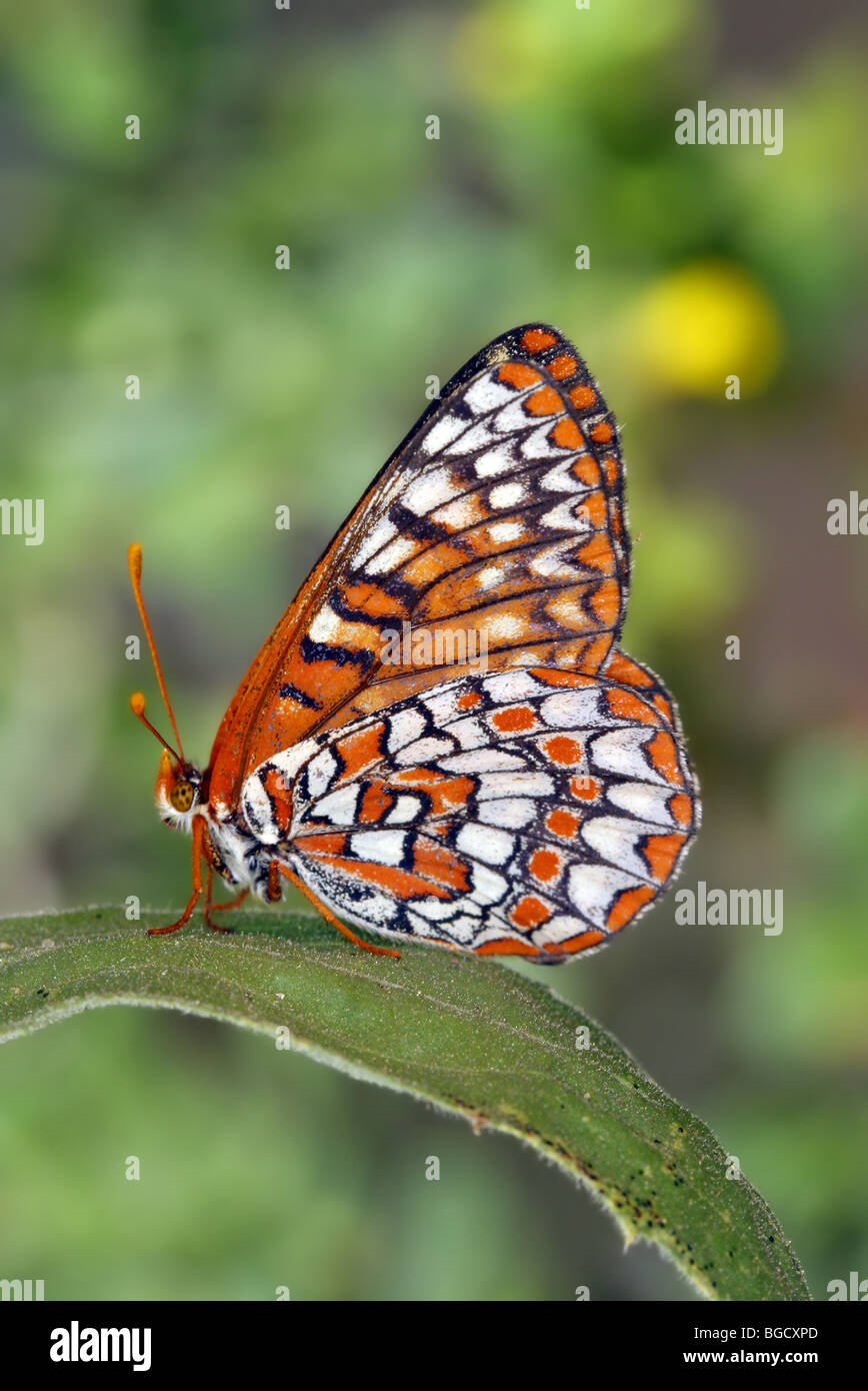 Variable Checkerspot butterfly Stock Photo - Alamy