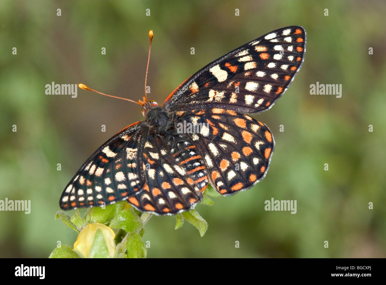 Variable wings hi-res stock photography and images - Alamy