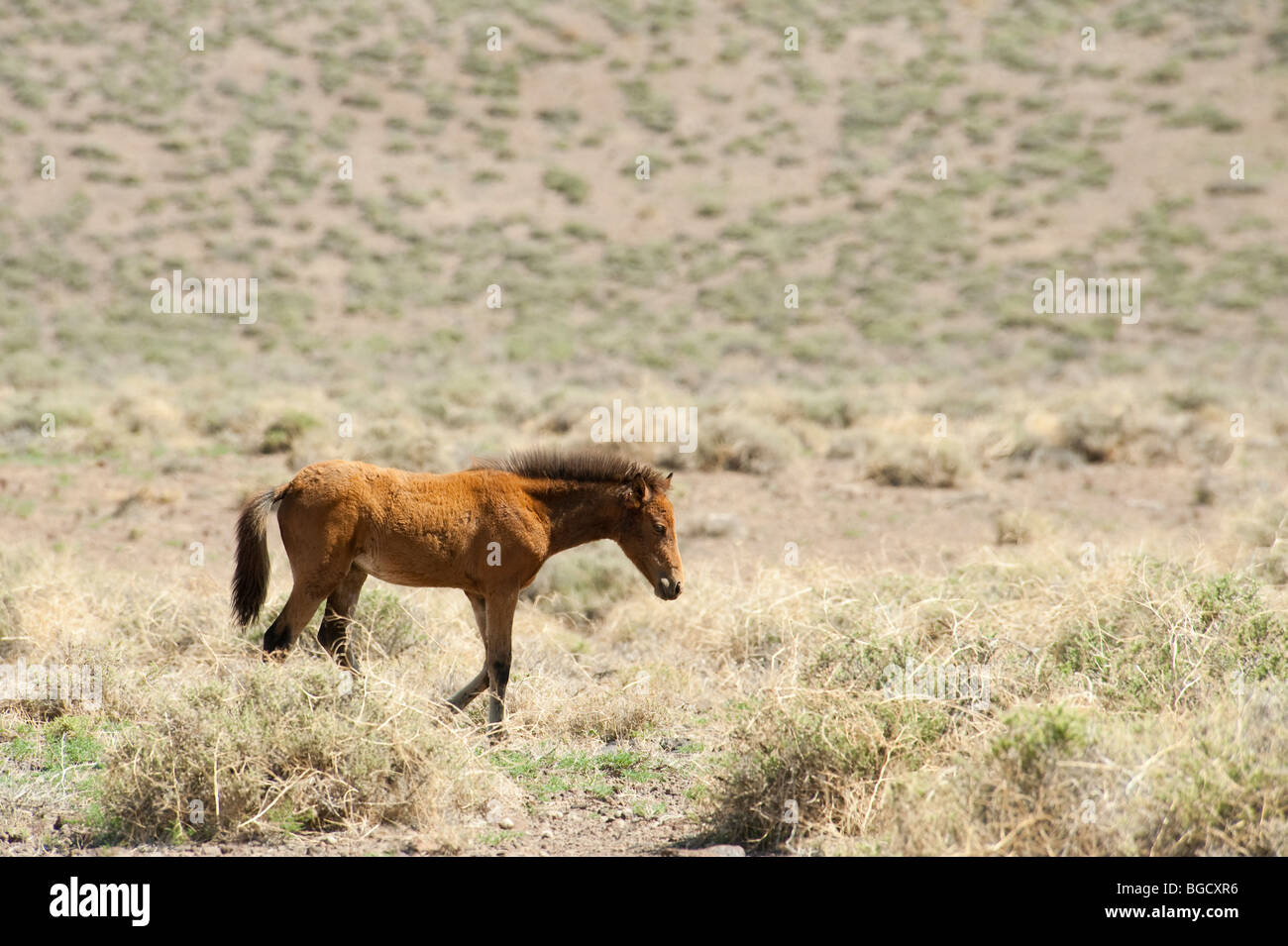 Baby Wild Horse colt Equus ferus caballus Nevada Stock Photo - Alamy