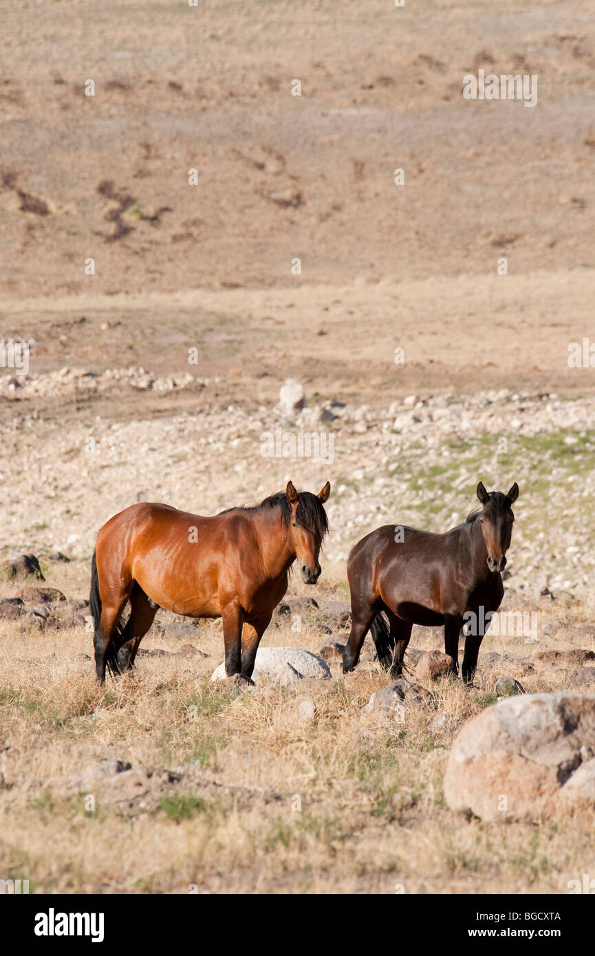 Wild Horses Equus ferus caballus Nevada Stock Photo - Alamy