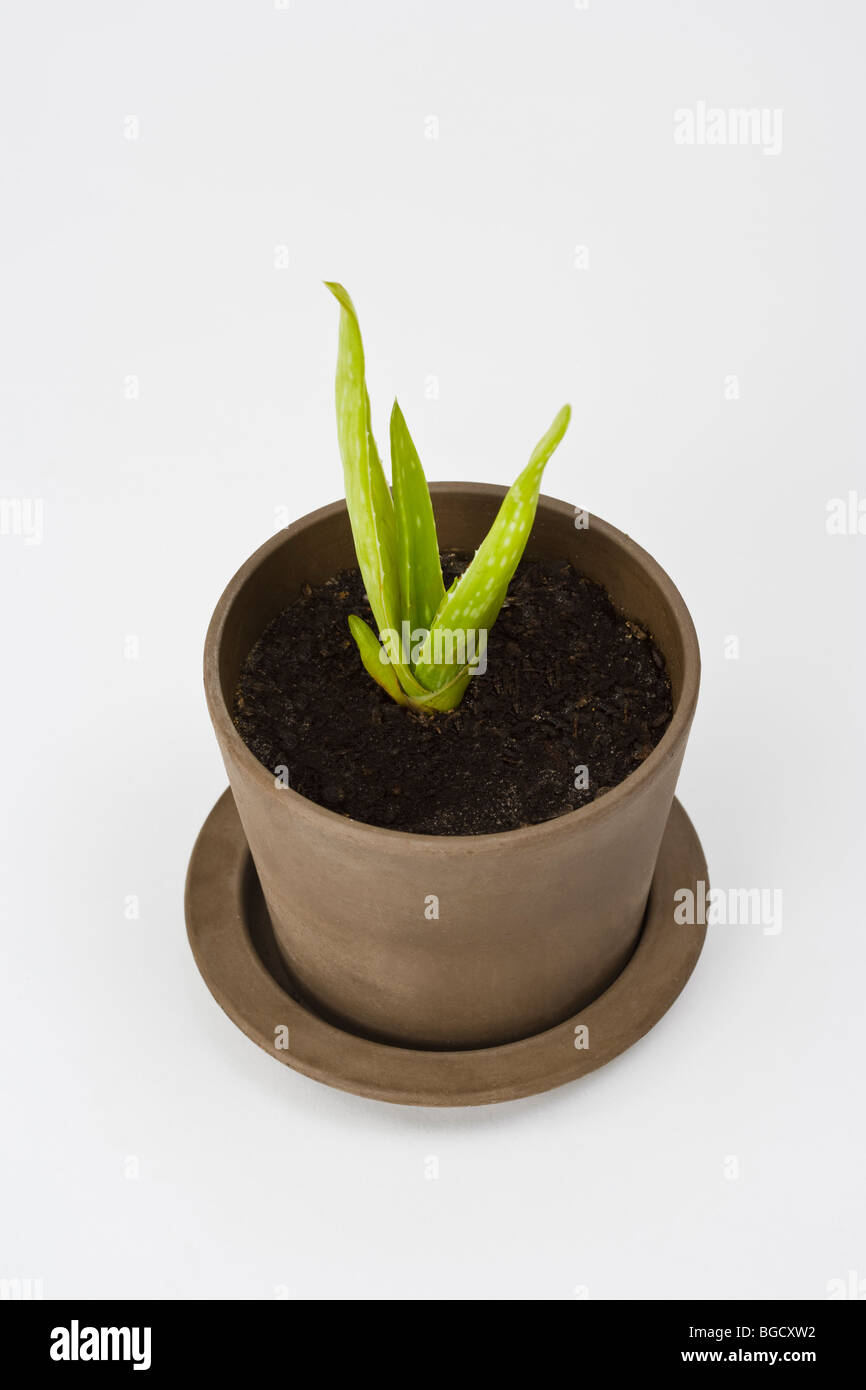 Potted Aloe Plant, Close up Stock Photo - Alamy