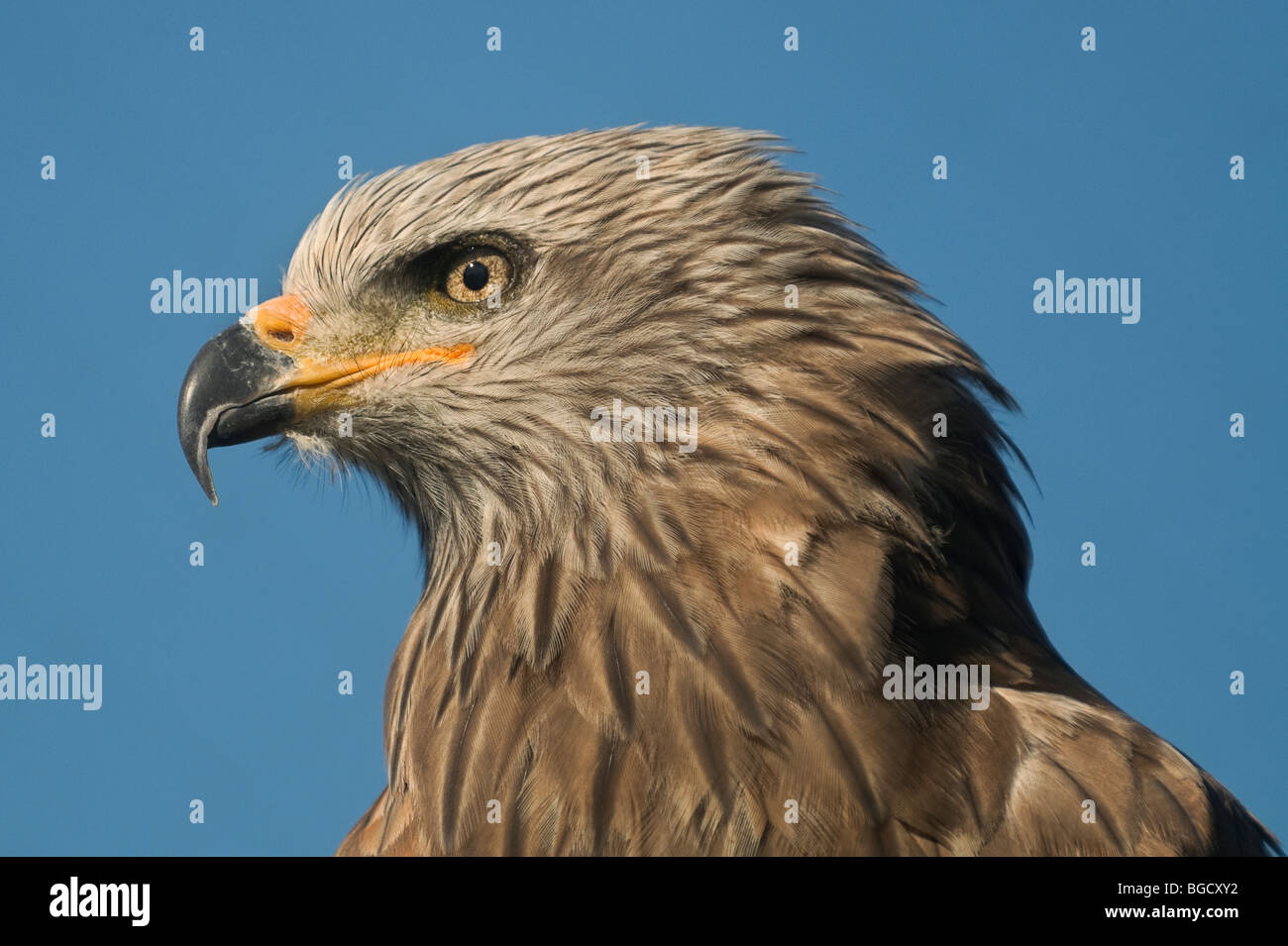 Long legged buzzards hi-res stock photography and images - Alamy