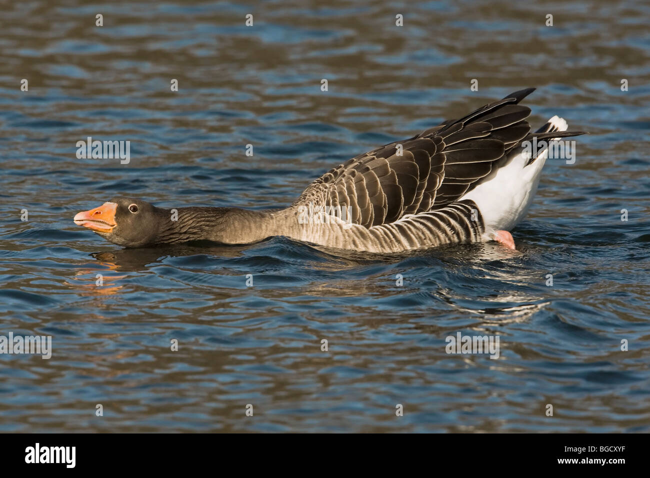 Greylag goose courtship display Stock Photo - Alamy