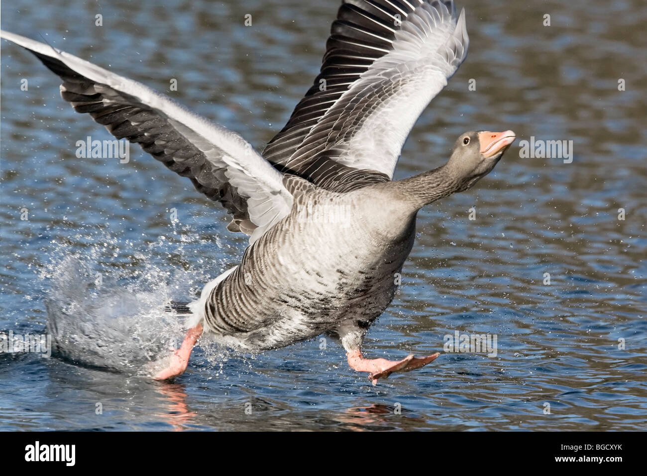 A Greylag goose on it's take off run Stock Photo - Alamy