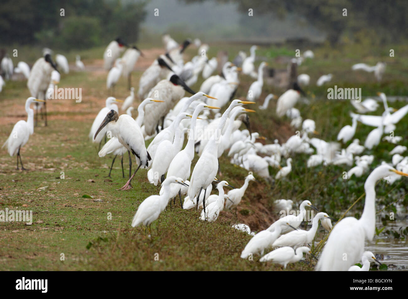 huge flock of Great White Egrets and Snowy Egrets standing at a pound ...