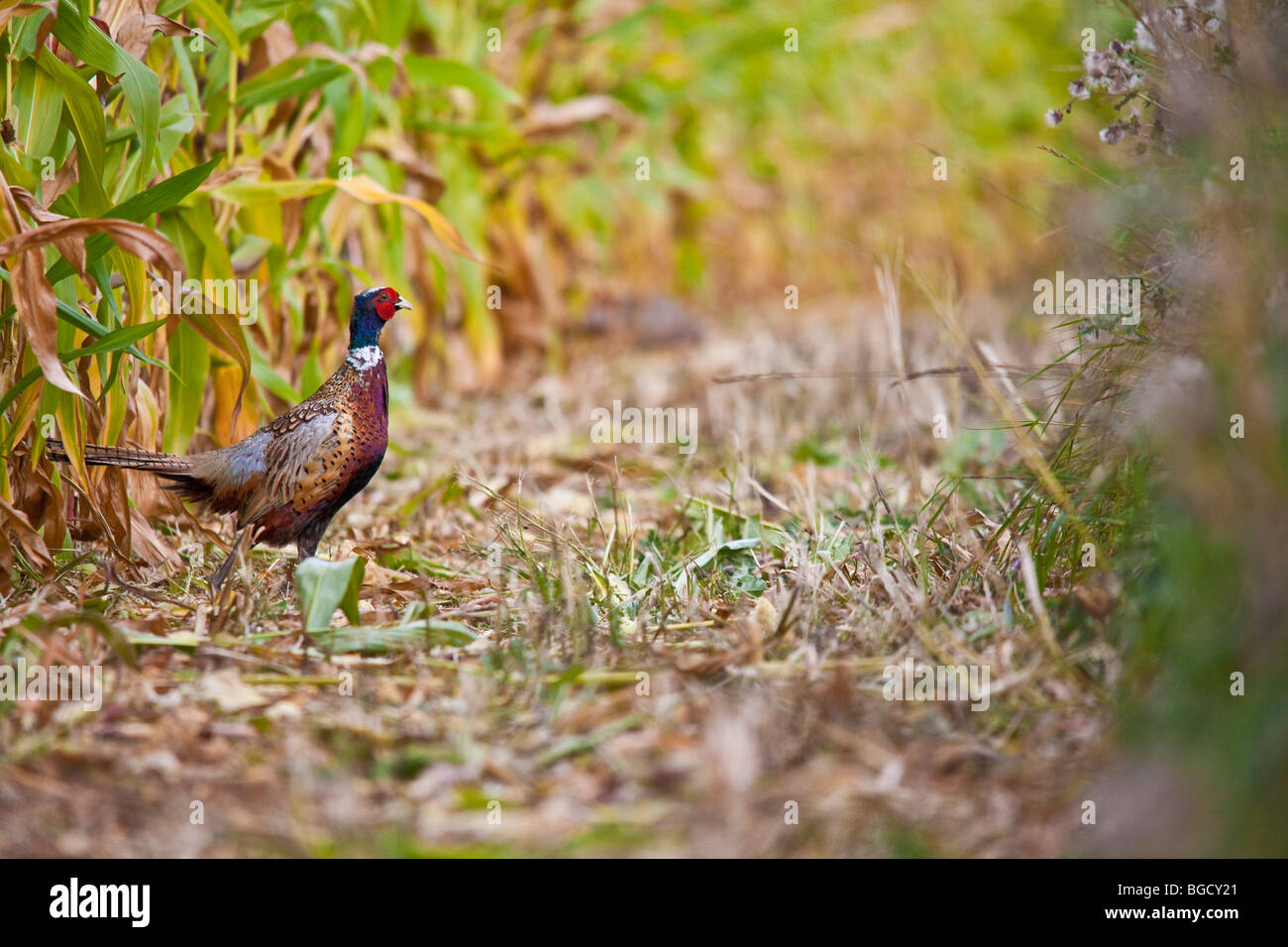 Male pheasant hi-res stock photography and images - Alamy