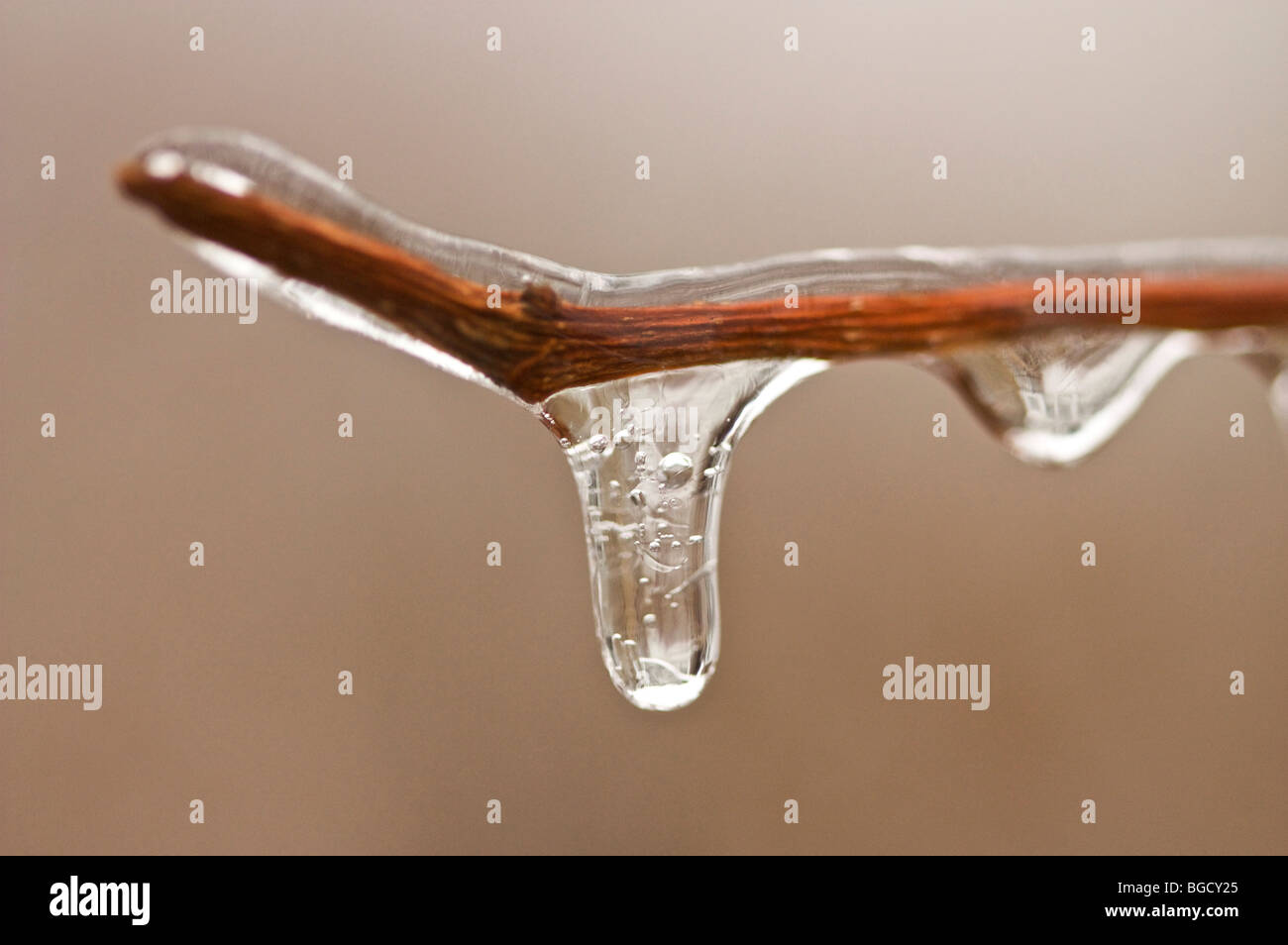 Ice coated twig hi-res stock photography and images - Alamy