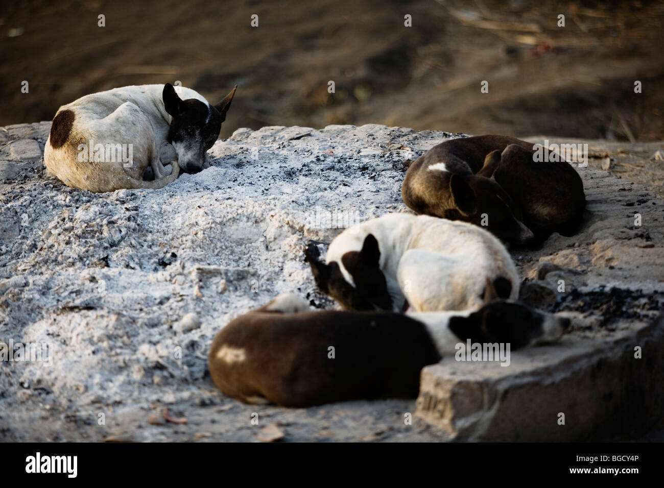 Stray dogs sleeping in the warm ashes of a Hindu cremation site in ...