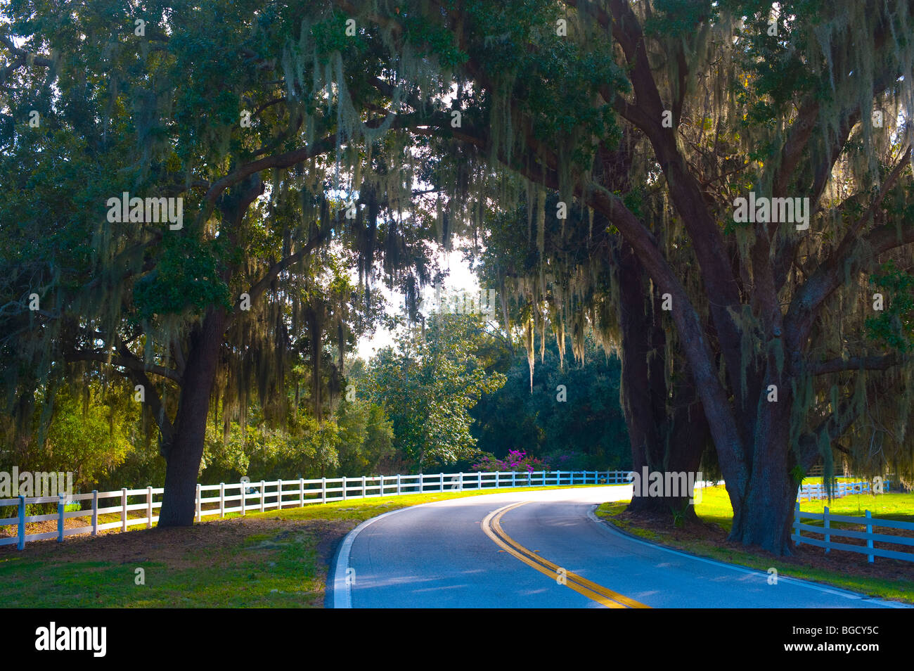 curved road Oak trees and white wood fence azaleas Stock Photo - Alamy