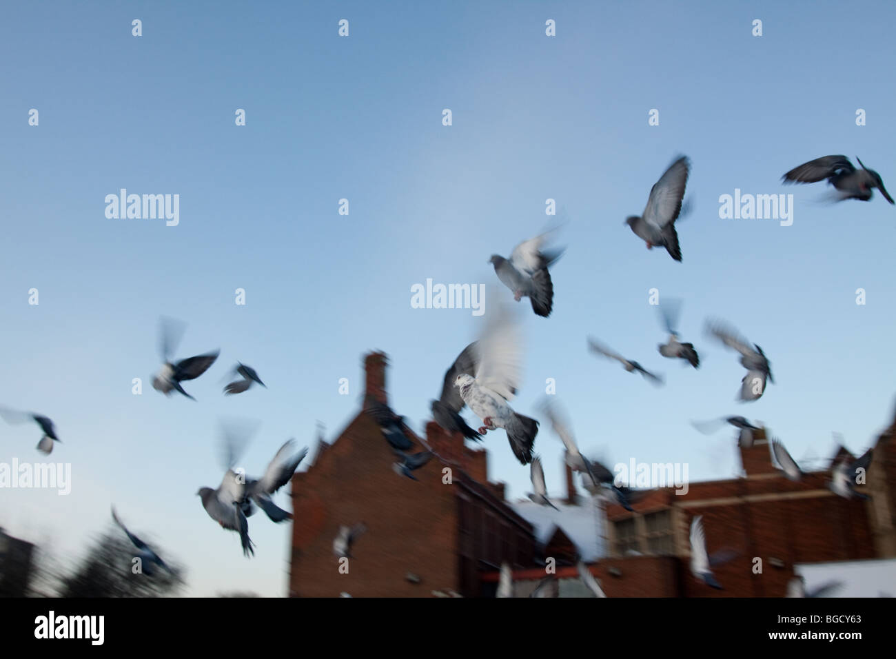 Scared pigeons hi-res stock photography and images - Alamy