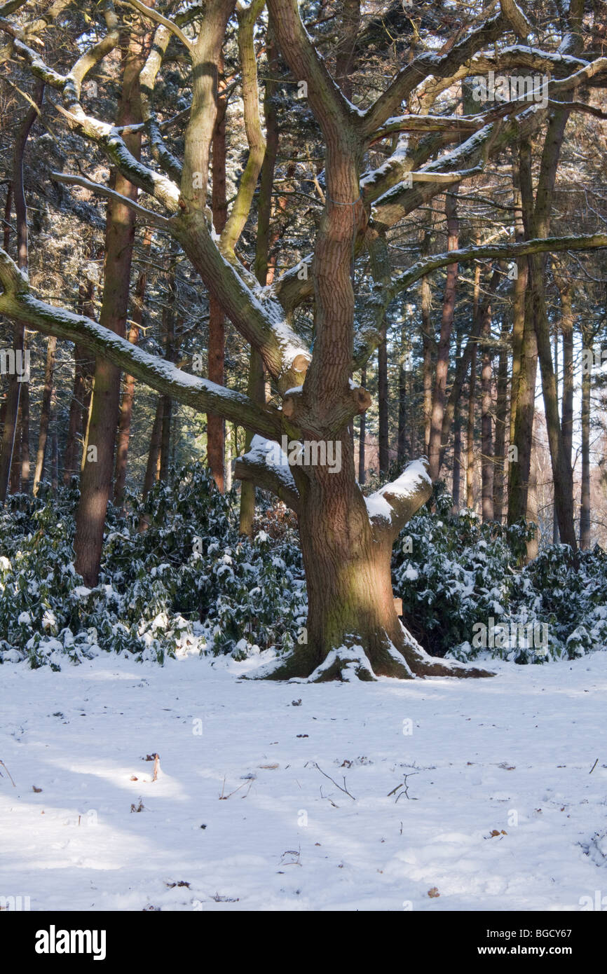 Woodland winter scene Stock Photo - Alamy