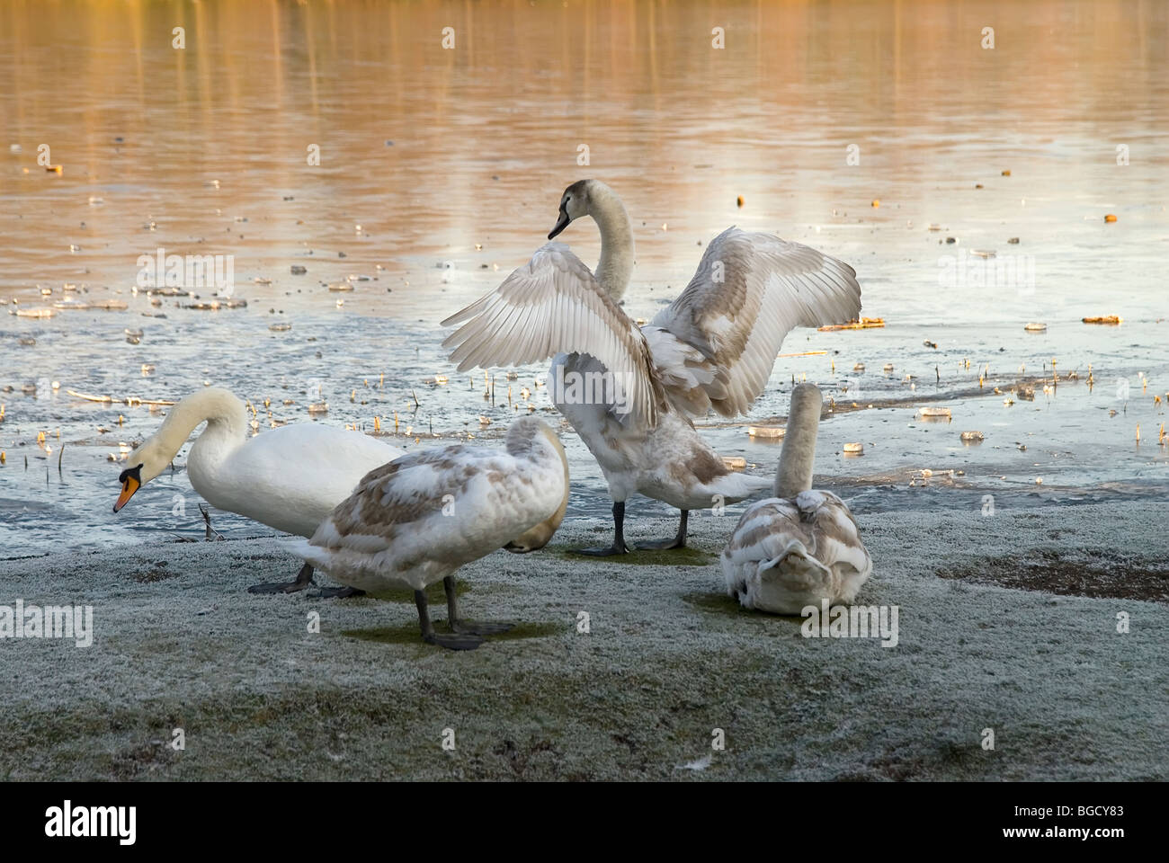Signet with its wings open hi-res stock photography and images - Alamy
