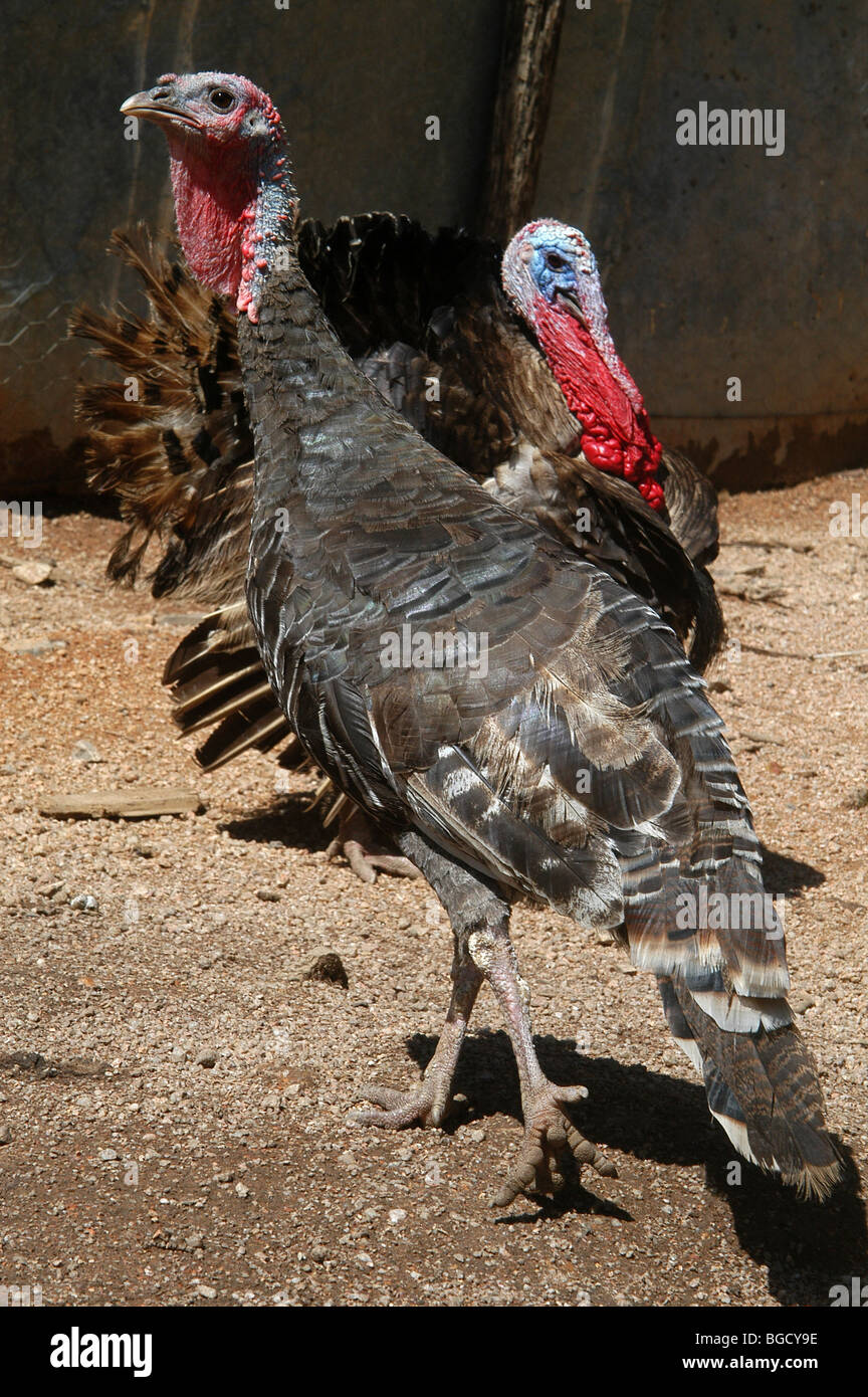 Turkey and brazil hi-res stock photography and images - Alamy