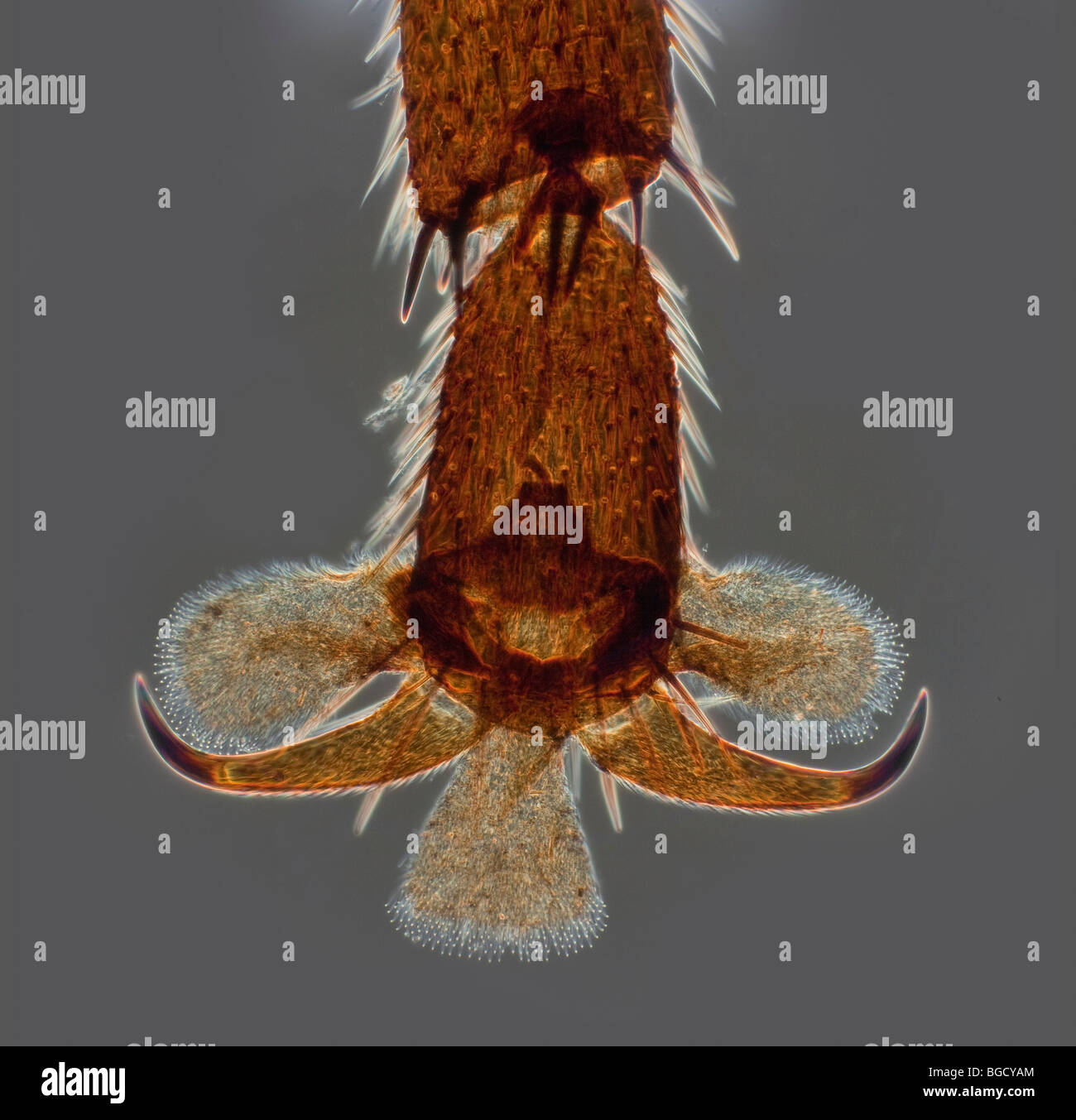 Foot detail darkfield photomicrograph of a Snipe Fly, Downlooker Fly ...