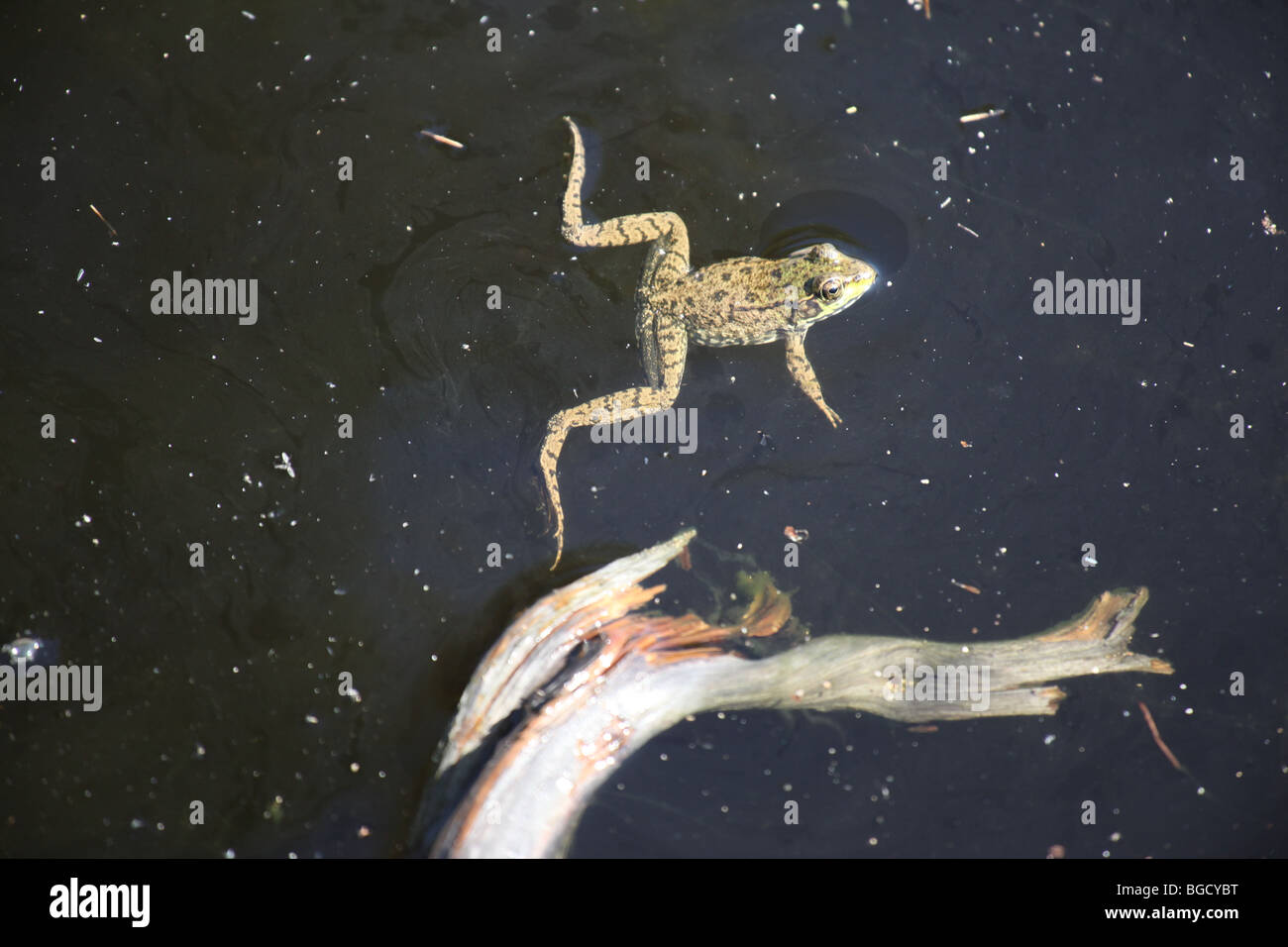Frog waiting hi-res stock photography and images - Alamy