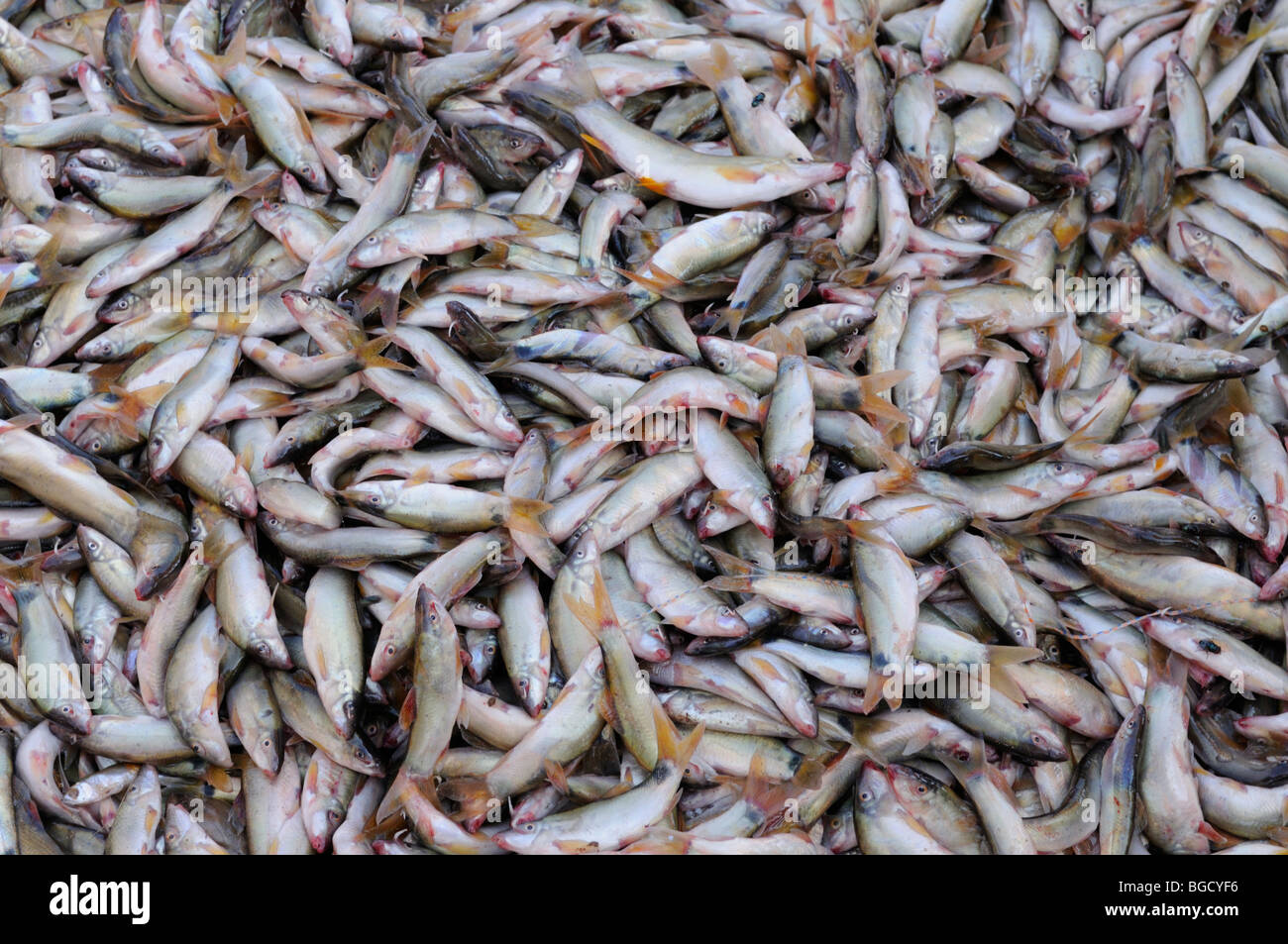 Laos; Champasak Province; Pakse; Fish for sale at Talat Dao Heuang, the ...