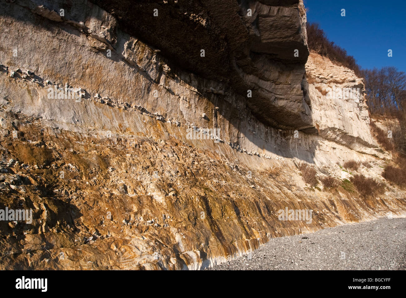 The limestone cliff at the Stevns Klint (Cliff of Stevns). Zealand ...