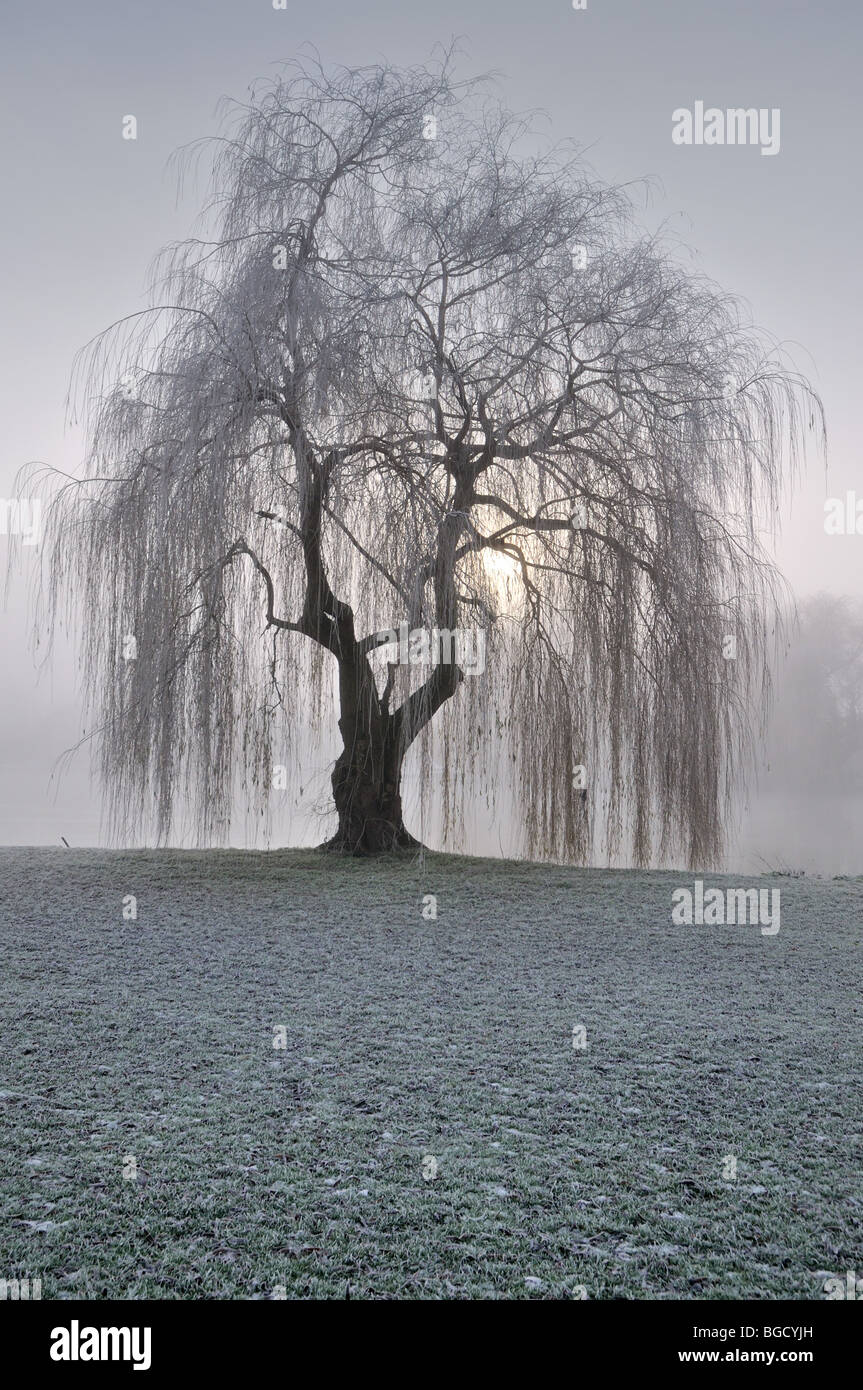 Willow tree river bank hi-res stock photography and images - Alamy