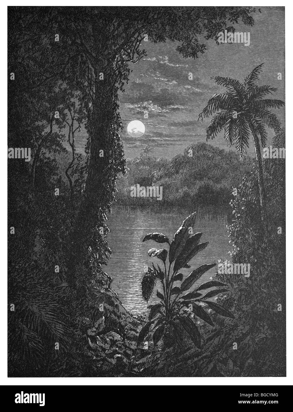 A Tropical Moonlight Stock Photo - Alamy