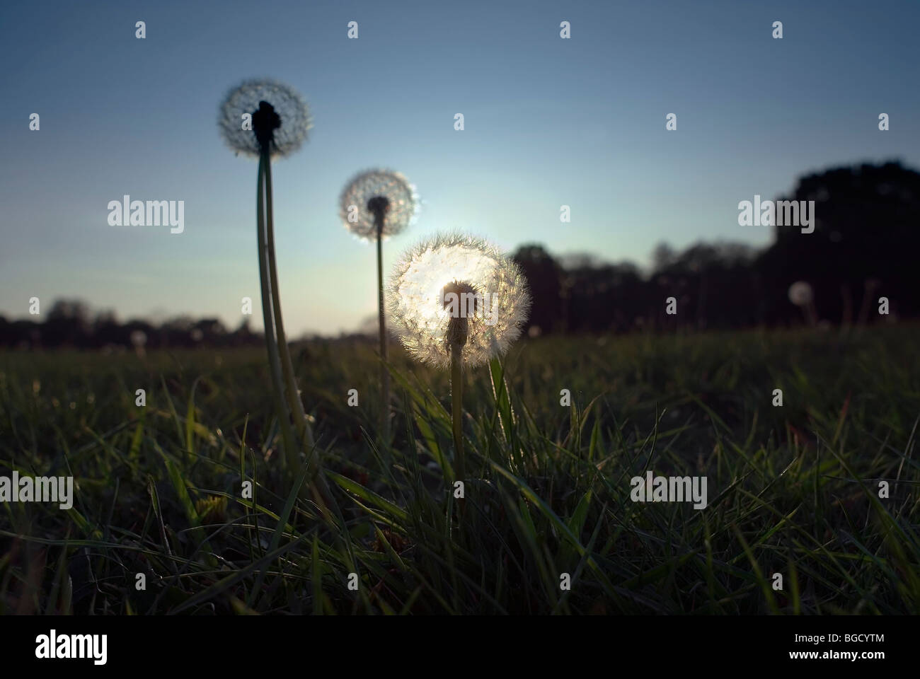 Common Dandelion or Taraxacum Officinale parachute ball or time-clock ...