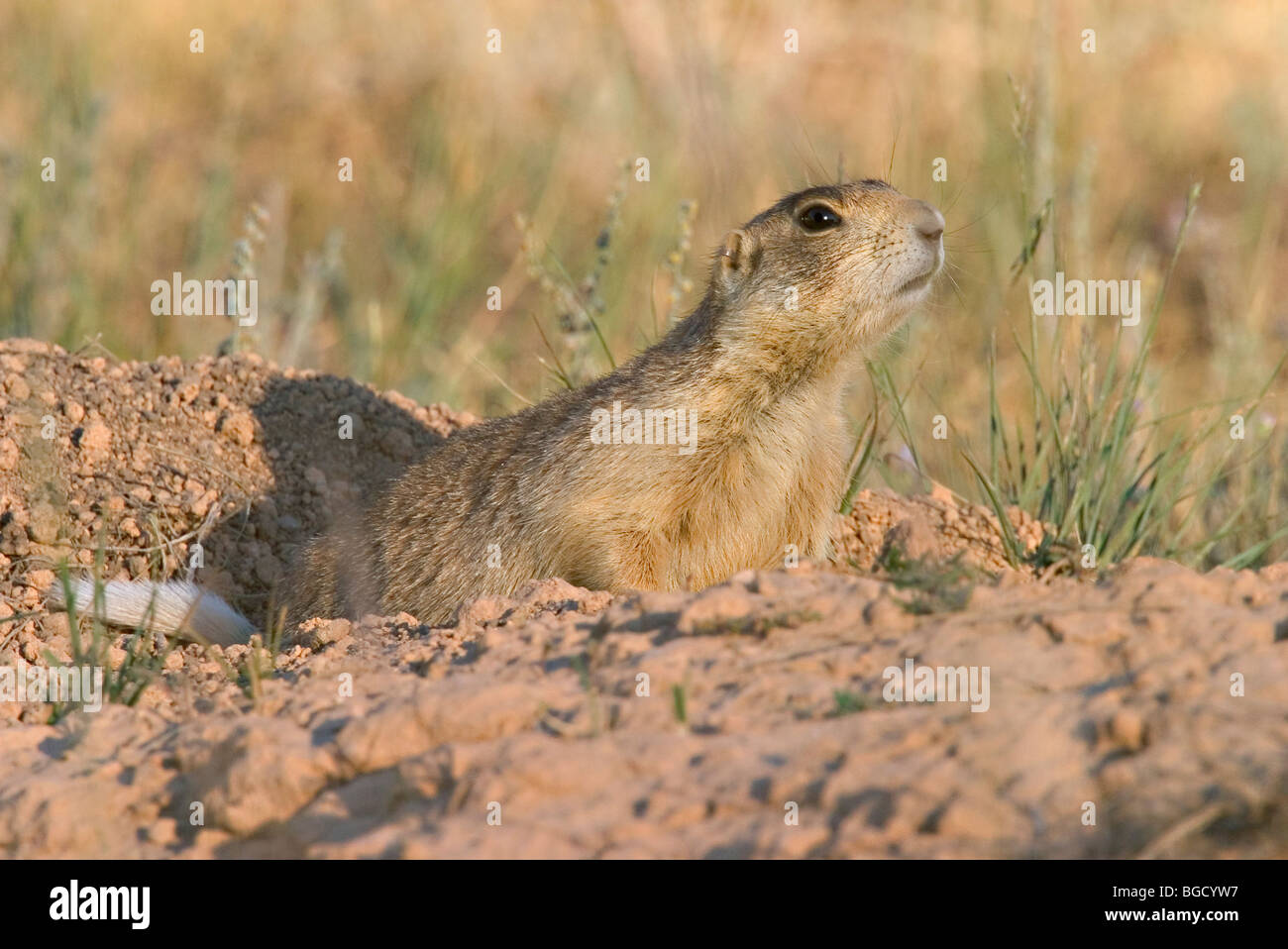 Restricted range species hi-res stock photography and images - Alamy