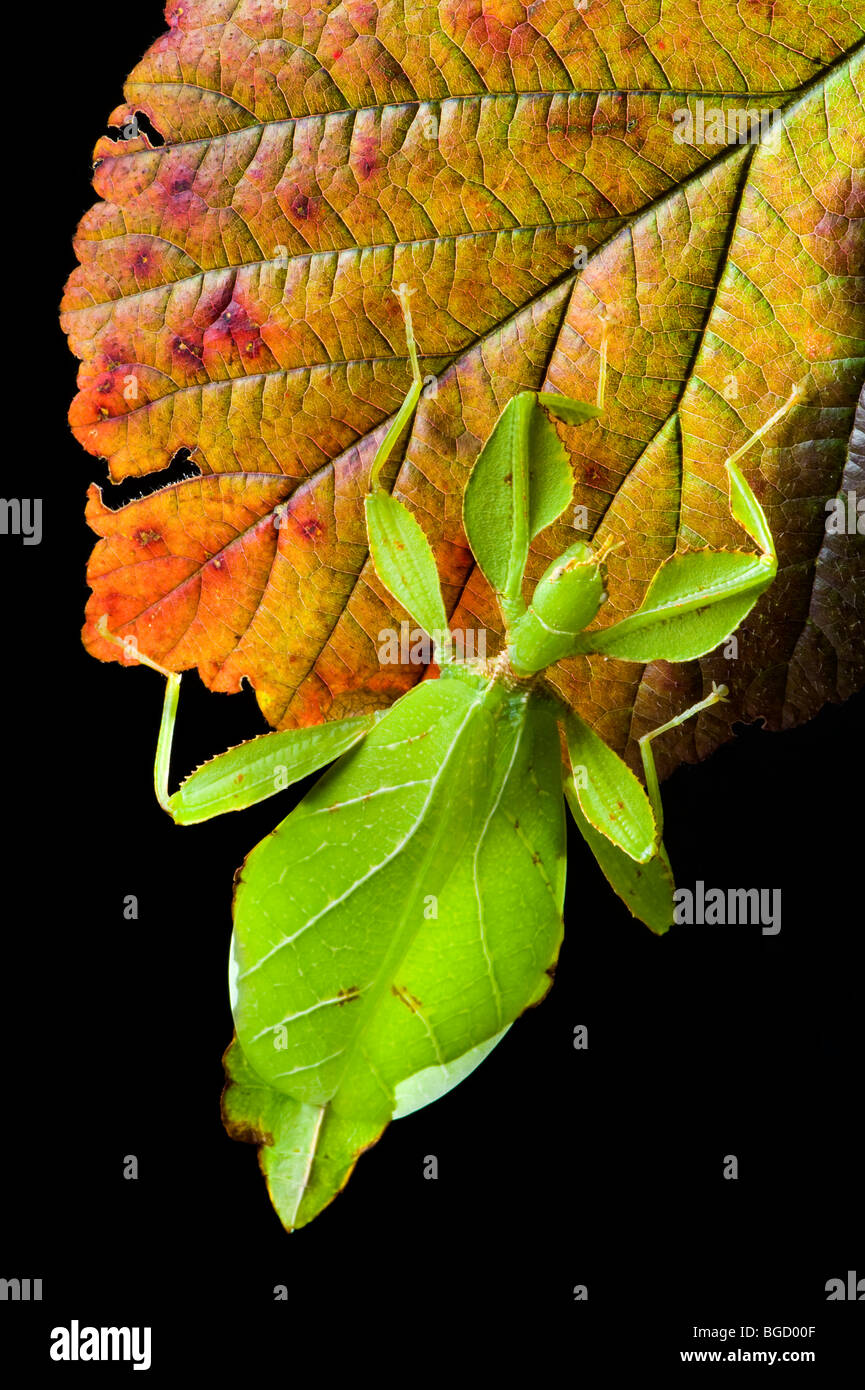Leaf insect phyllium hi-res stock photography and images - Alamy
