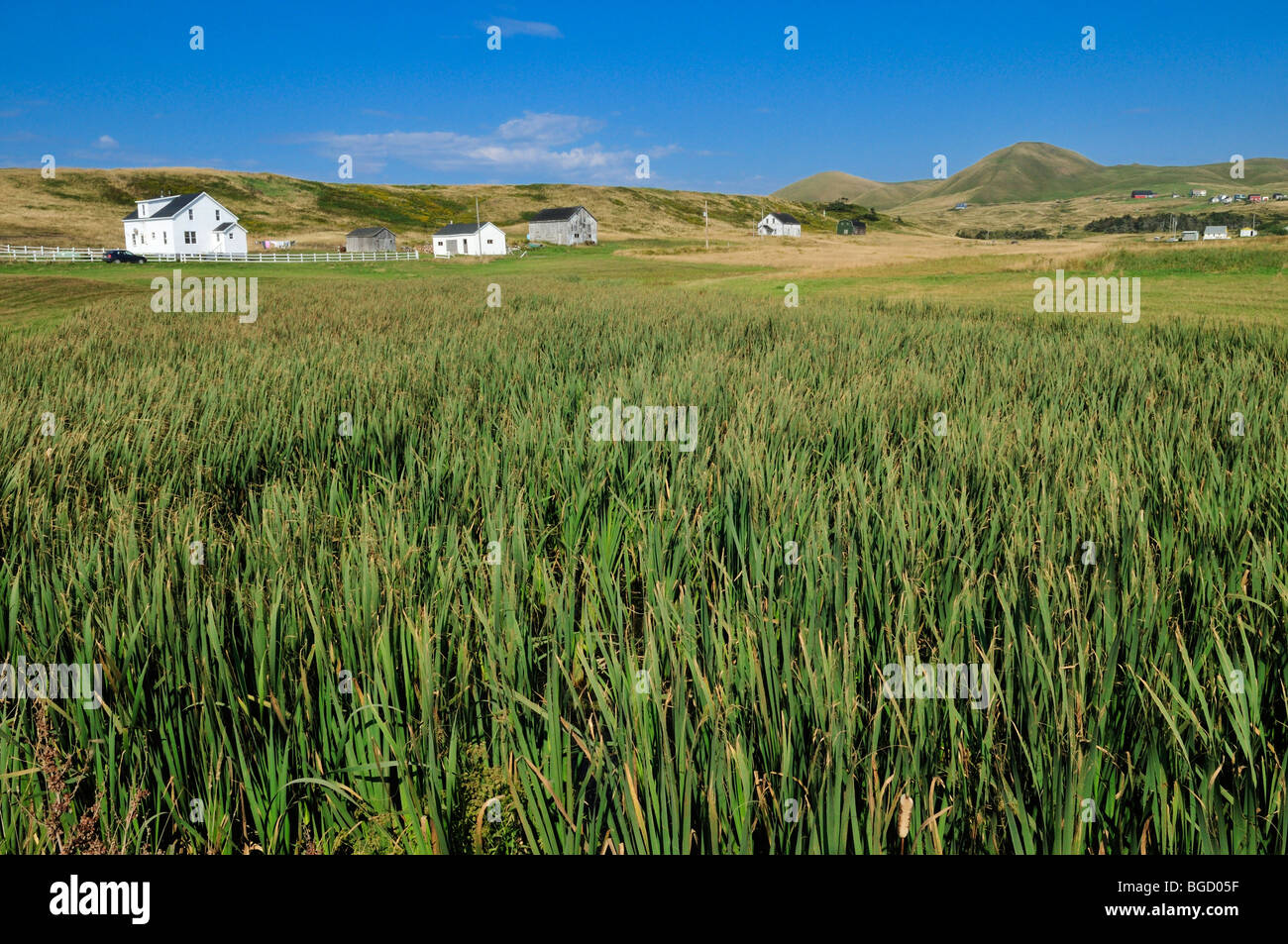 Farmhouse on the treeless meadows of Ile D'Entree, Entry Island, Iles ...
