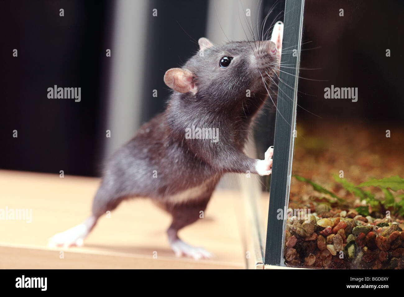 Aquarium pest hi-res stock photography and images - Alamy