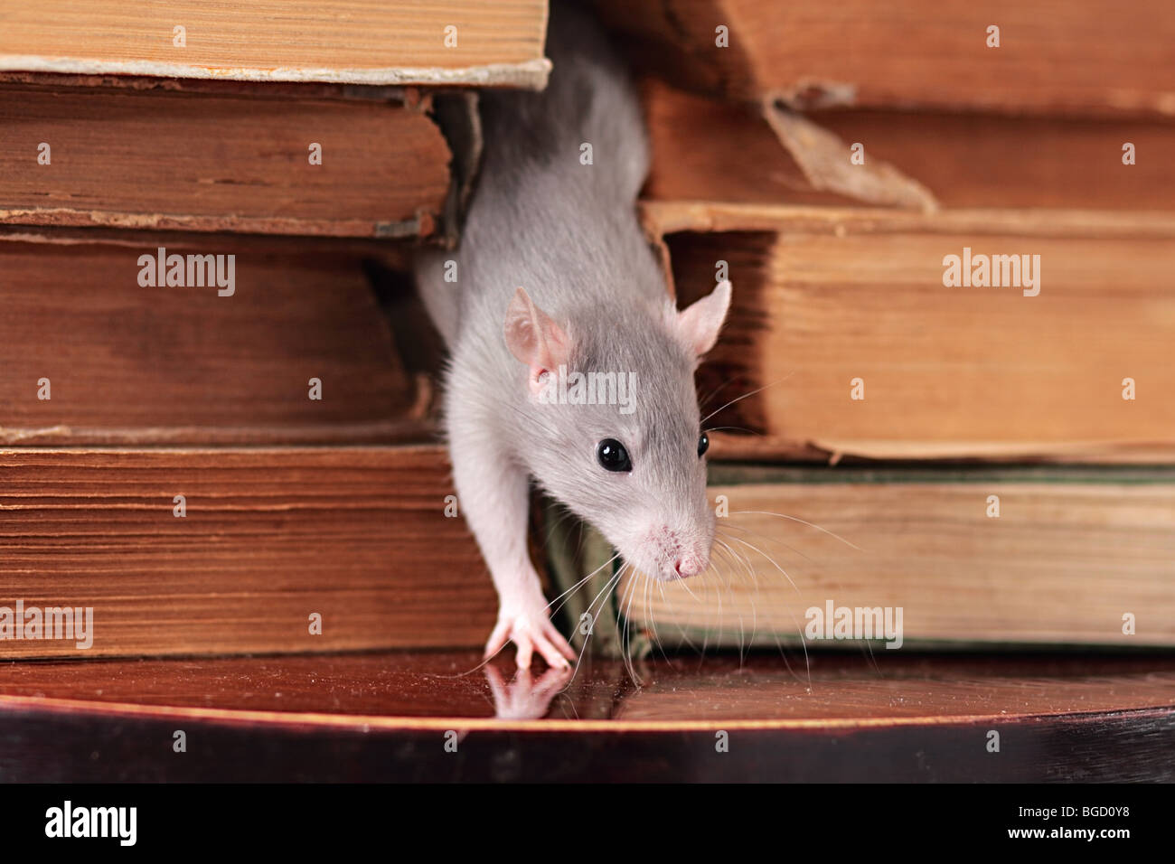 Library pest hi-res stock photography and images - Alamy