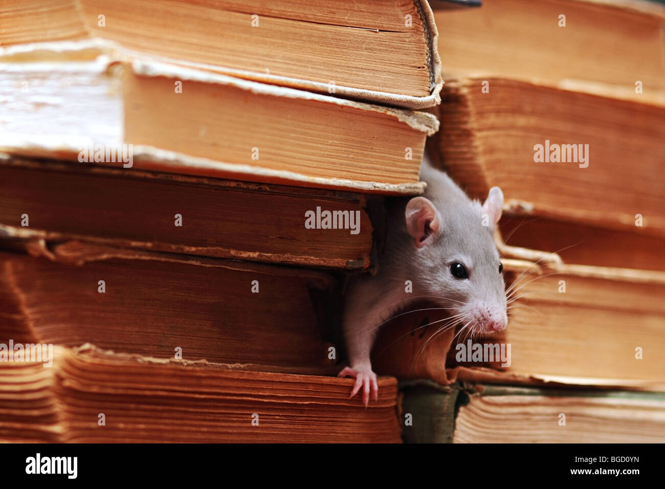 Reading Rat High Resolution Stock Photography and Images - Alamy