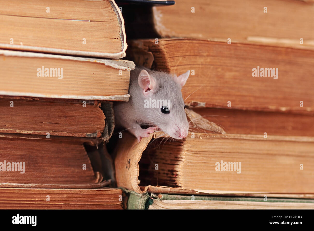Reading rat hi-res stock photography and images - Alamy