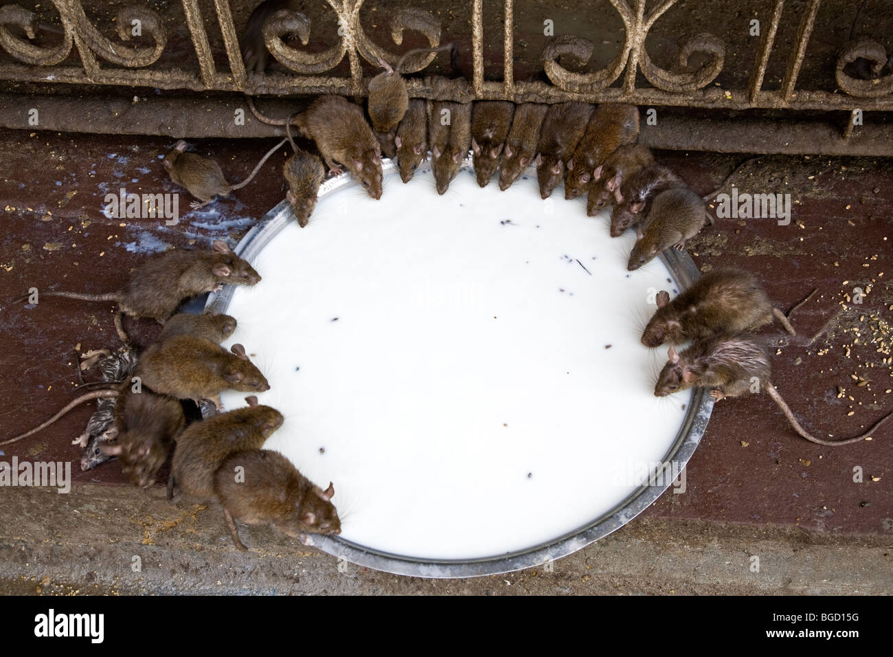 Rats drinking milk offered by hindu devotees. Karni Mata Temple ...