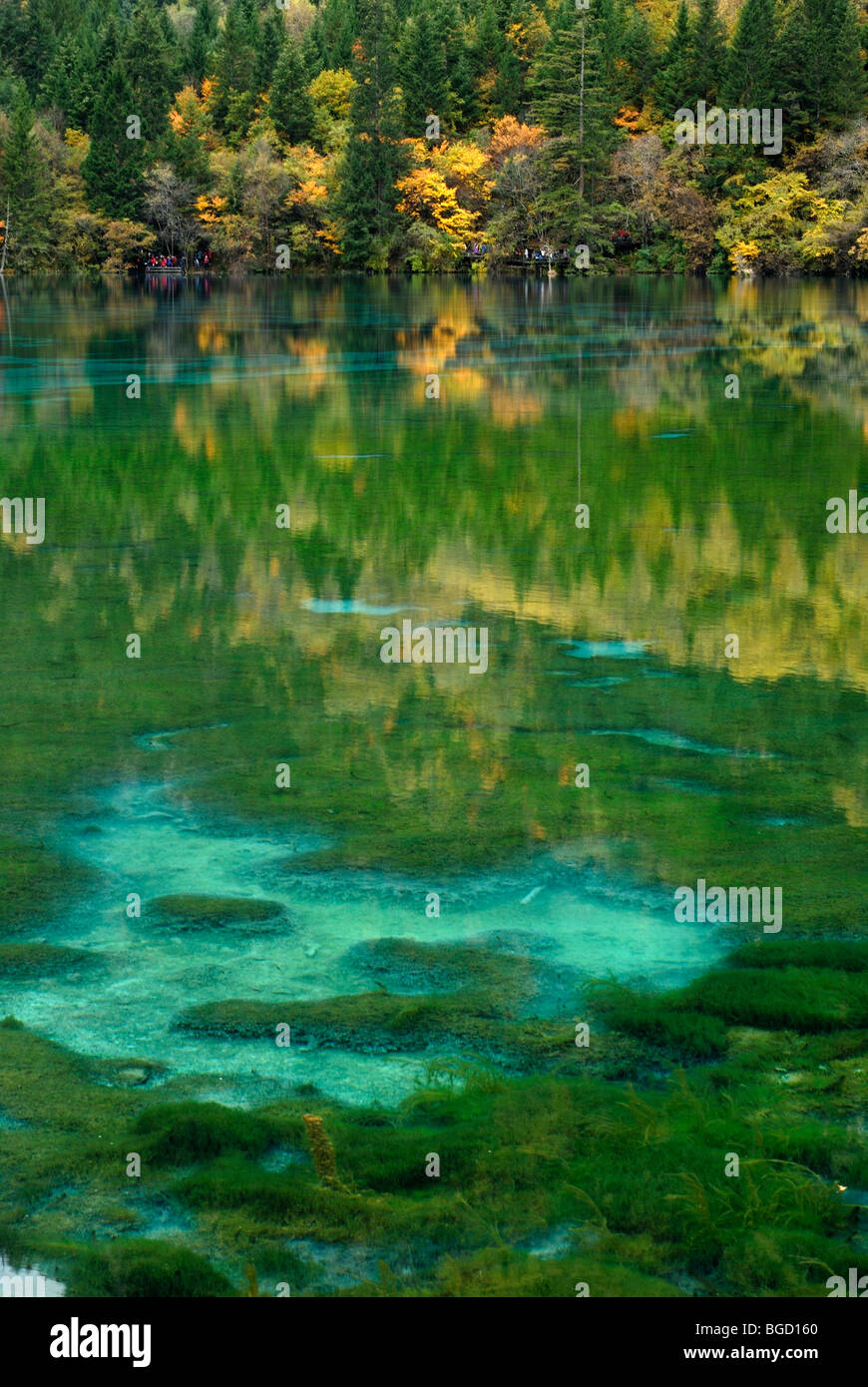 Autumn mood at the Five Colour Lake in which dead trees are lying ...
